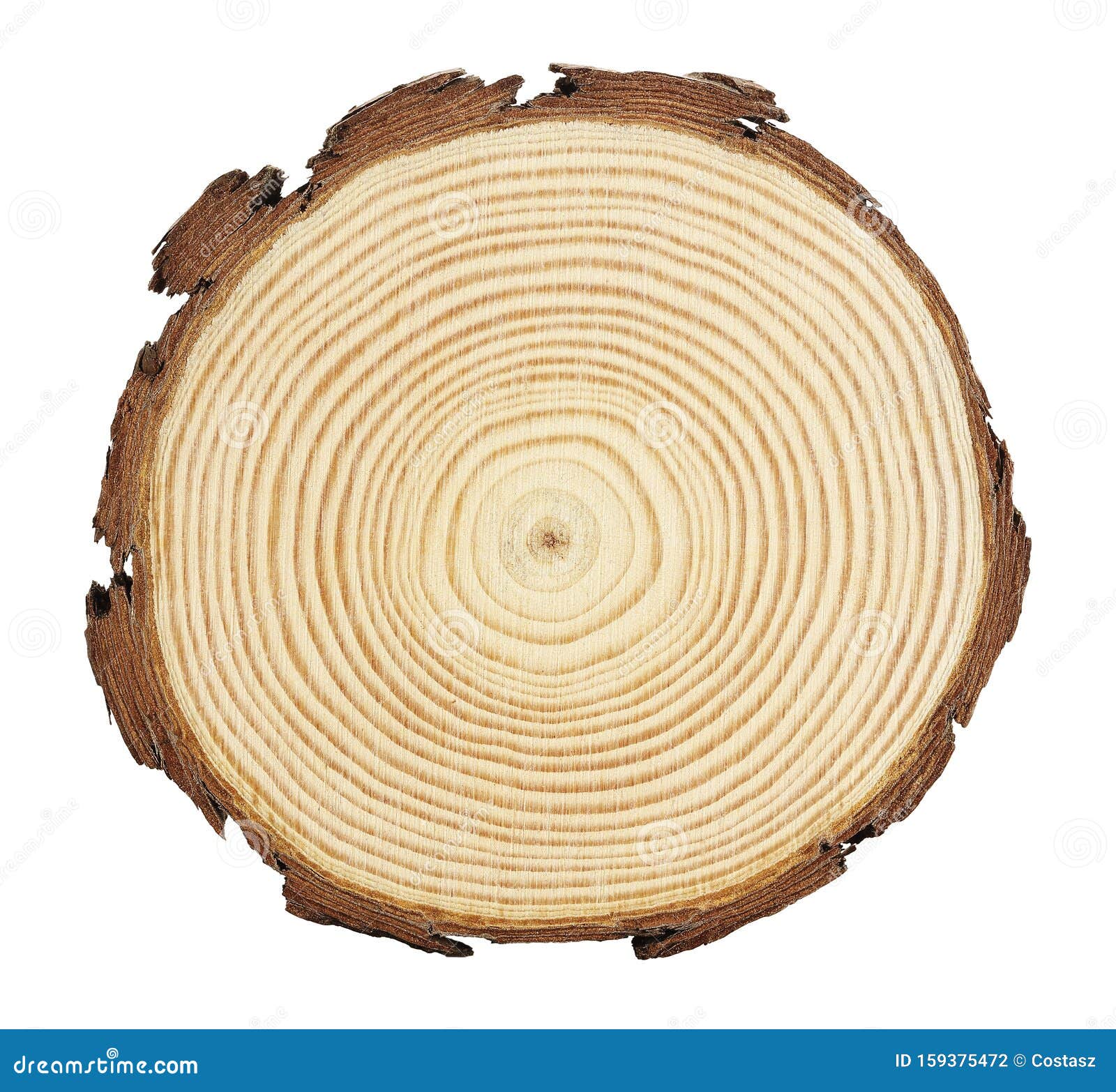 1,417 Circular Tree Branch Photos - Free & Royalty-Free Stock Photos ...