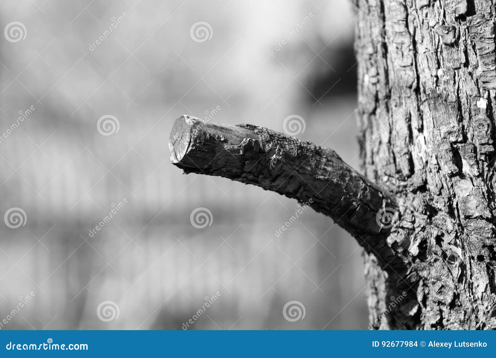Cut tree branch. stock photo. Image of trunk, nature - 92677984