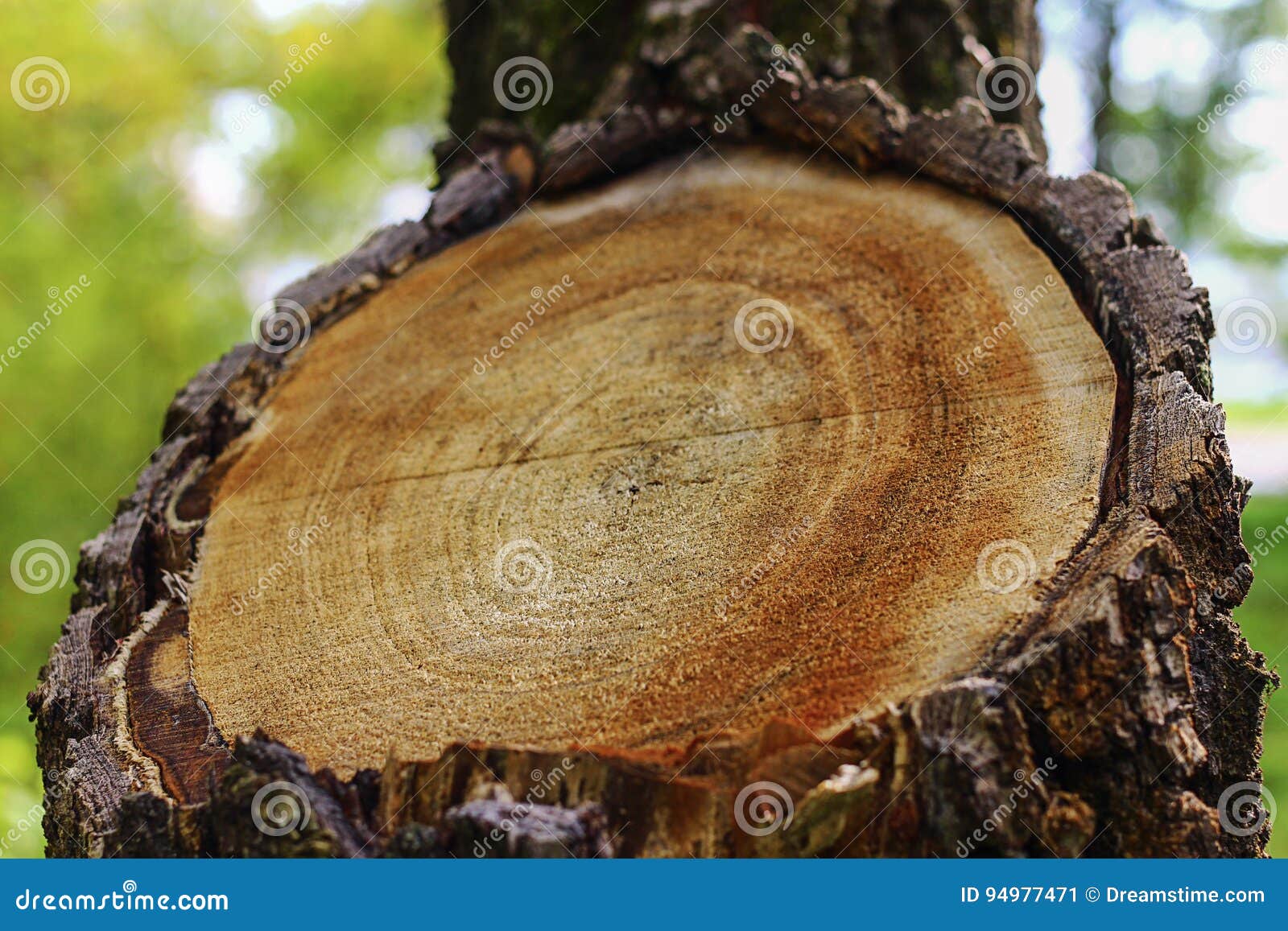 Cut tree branch stock image. Image of bark, nature, trees - 94977471