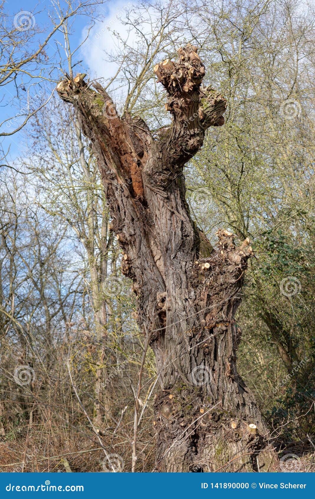 Cut Tree Branches on a Blue Background Stock Photo - Image of tree ...