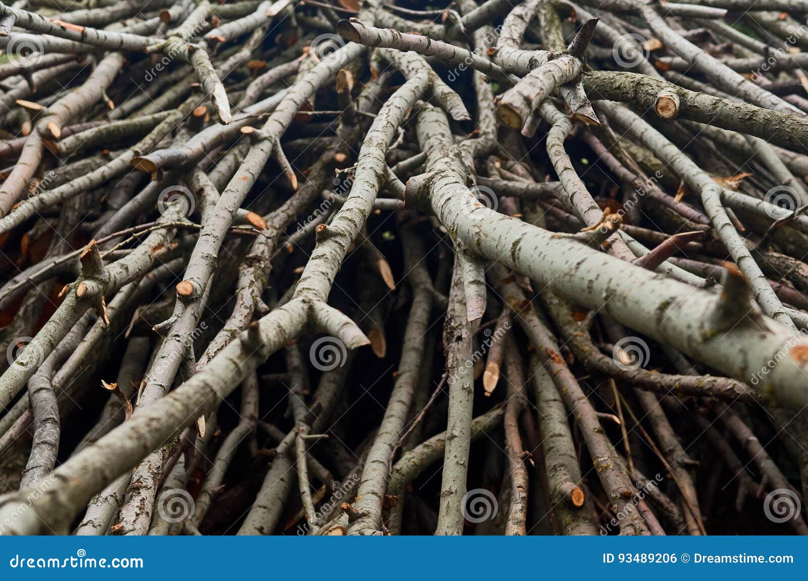 Cut tree branches stock photo. Image of folded, tree - 93489206
