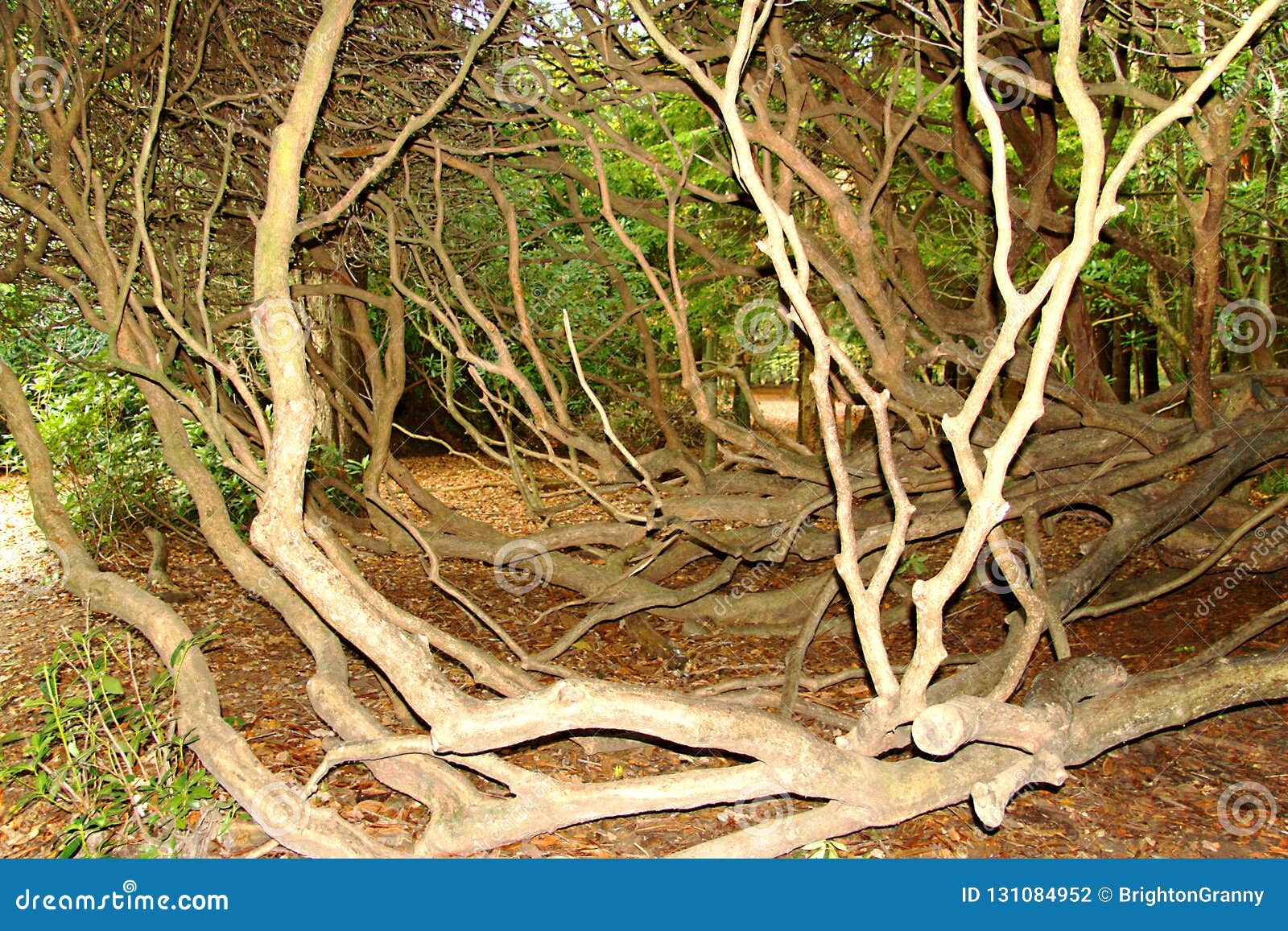 Branches on ground stock photo. Image of ground, wood - 131084952