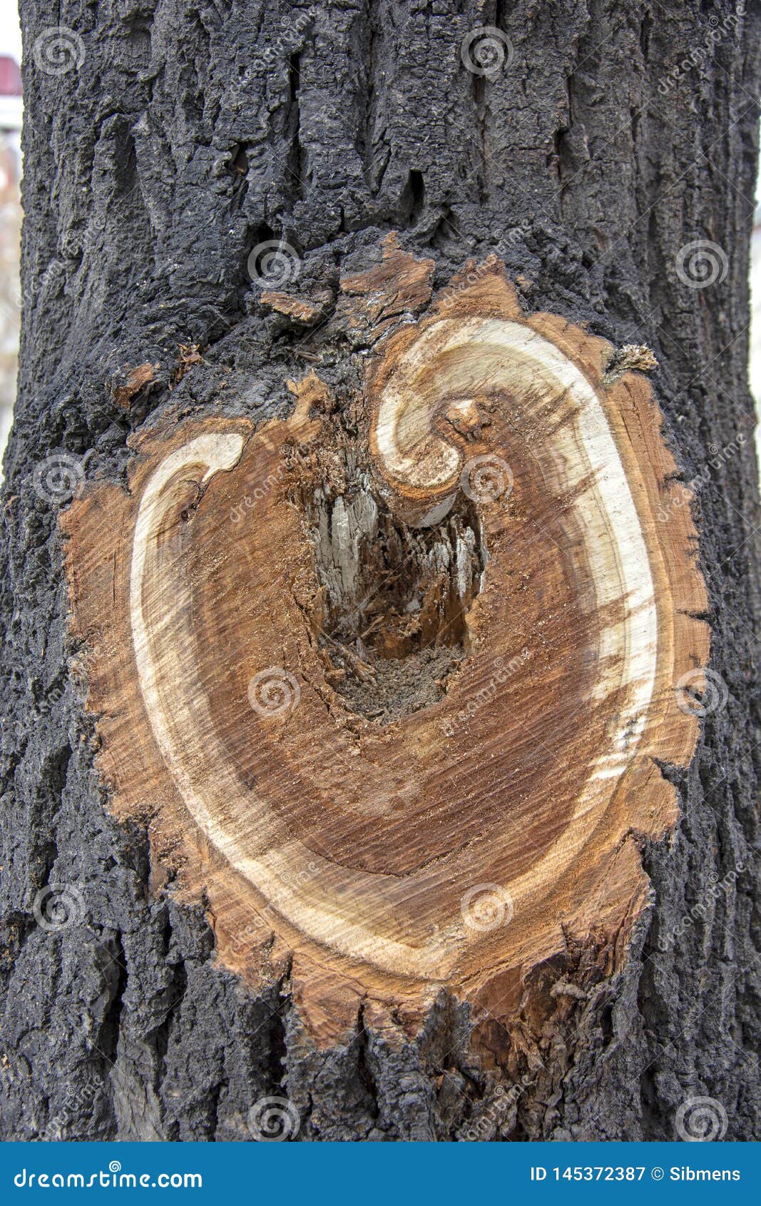 Cut Tree Branches in the Shape of a Heart. Stock Image - Image of shape ...