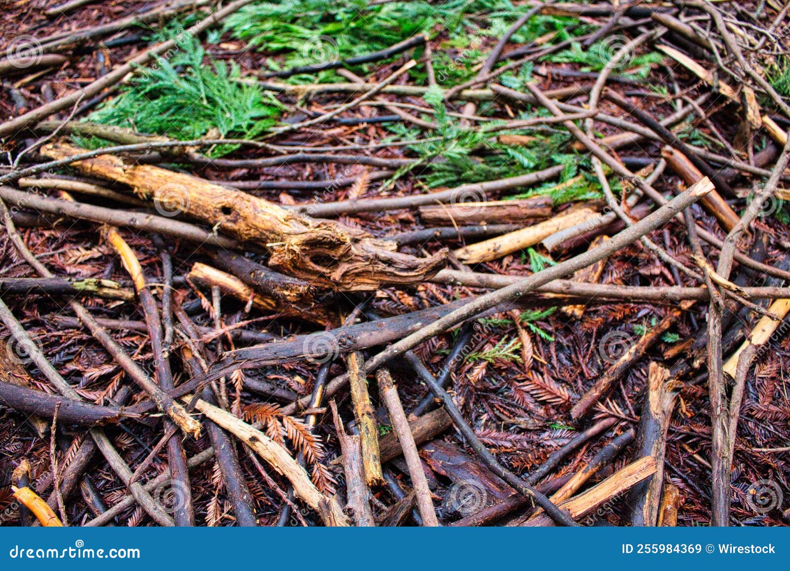 Cut Tree Brunches on the Ground in the Forest Stock Image - Image of ...