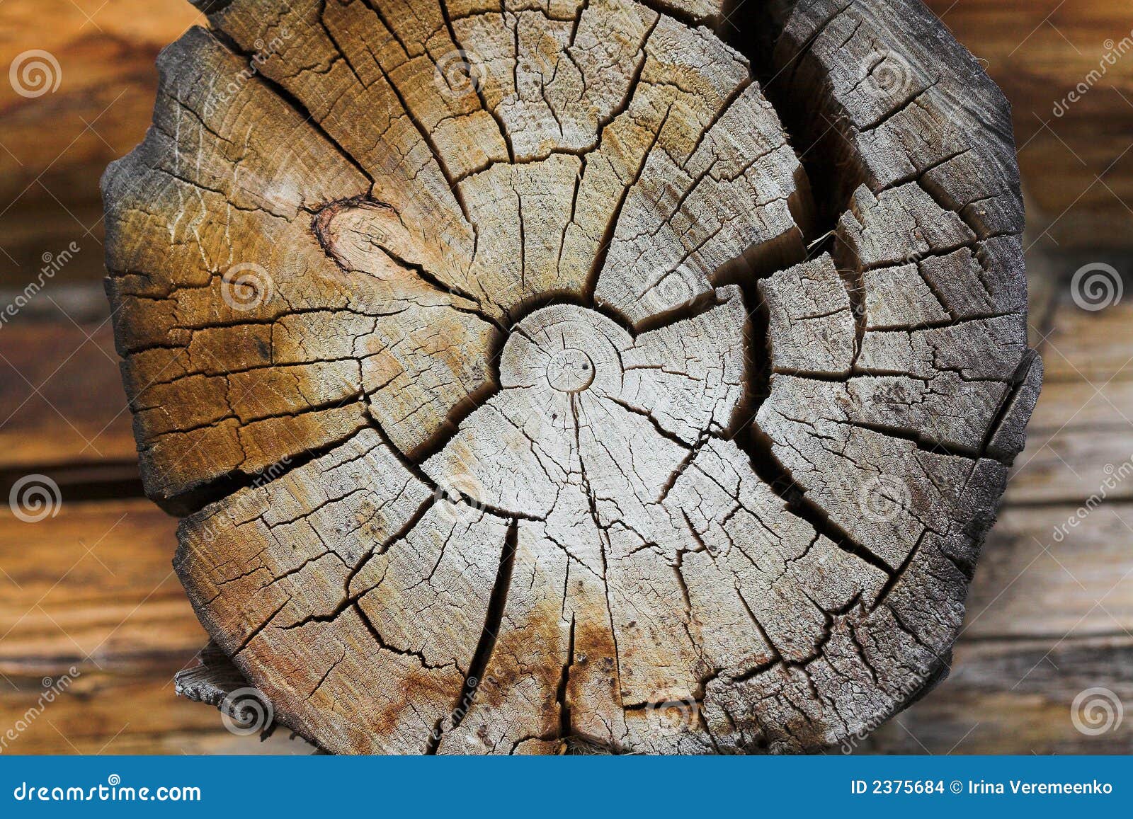 Cut Tree. Close-up. Wood Texture. An Unusual Cut Of A Tree. Background ...