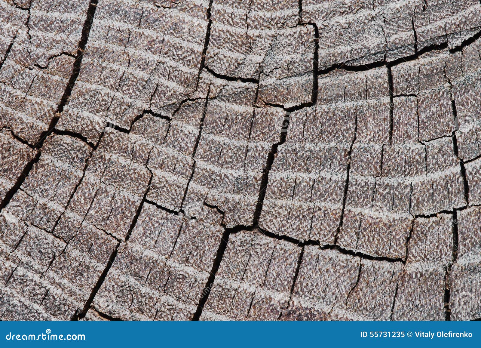 The cut of a tree stock image. Image of nature, close - 55731235