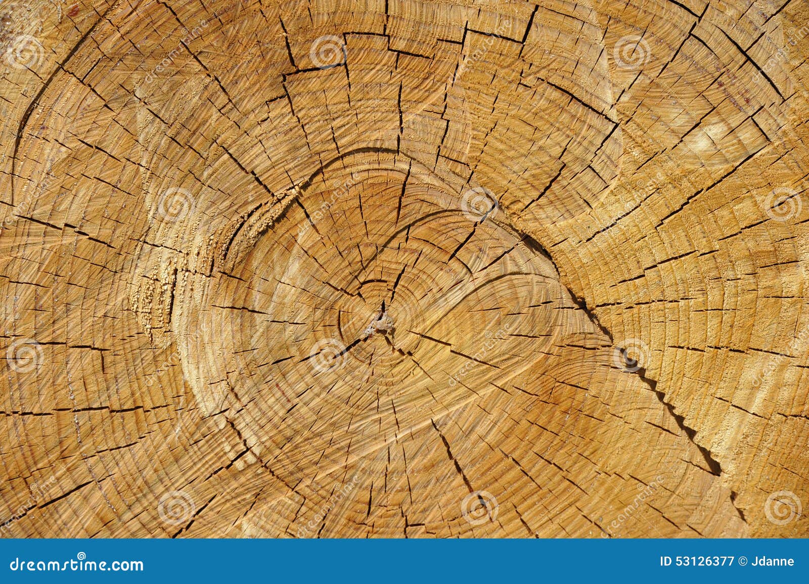 Cut Tree Cross Section stock image. Image of nature, annual - 53126377