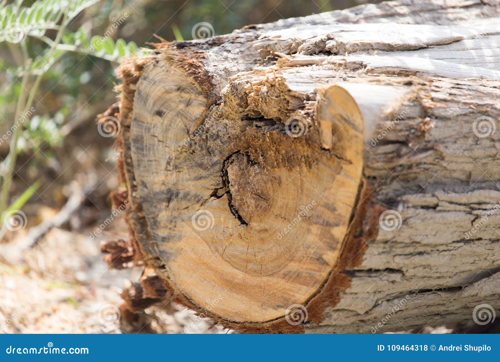 Cut the tree crown stock photo. Image of crown, broken - 109464318