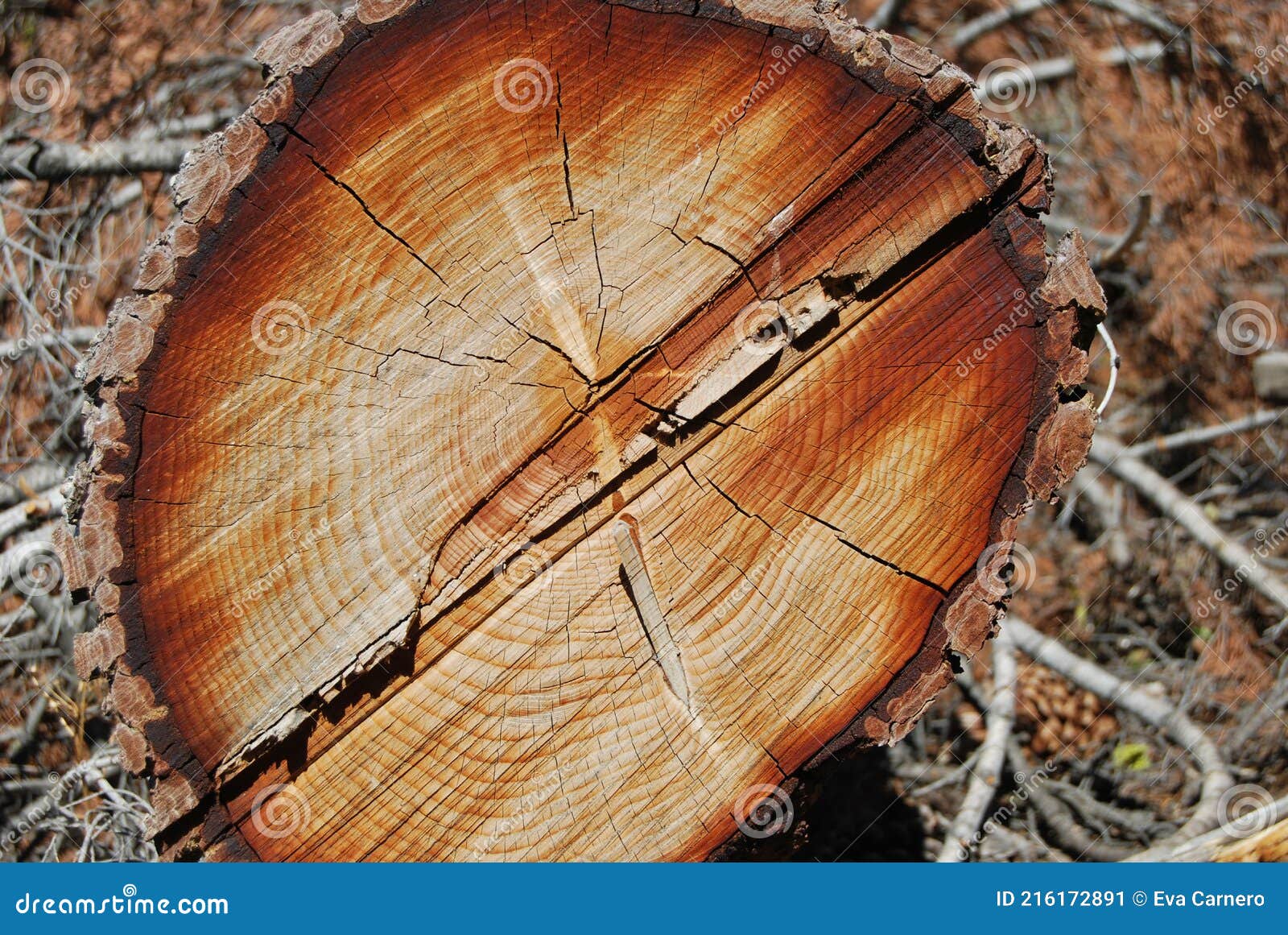Cut Tree with Detail of Age Rings Stock Image - Image of abstract ...