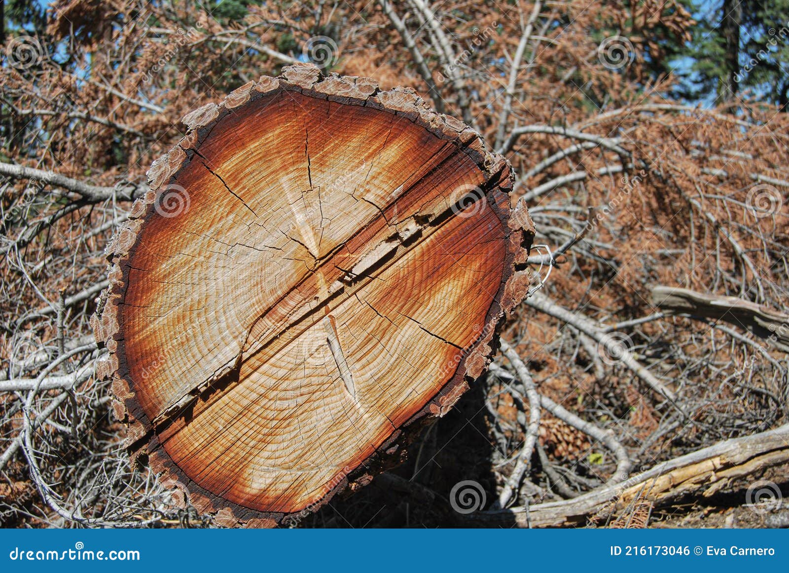 Cut Tree with Detail of Age Rings Stock Photo - Image of slice, detail ...