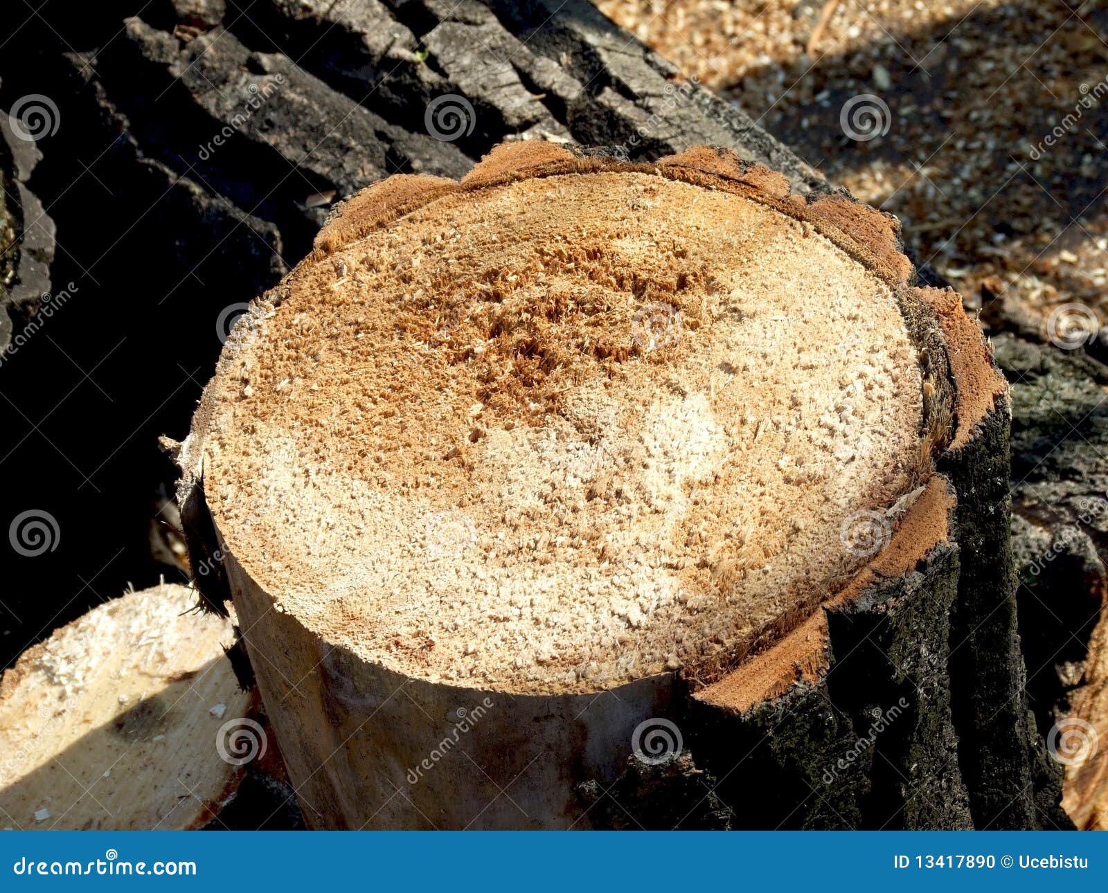 Cut tree details stock photo. Image of plant, material - 13417890