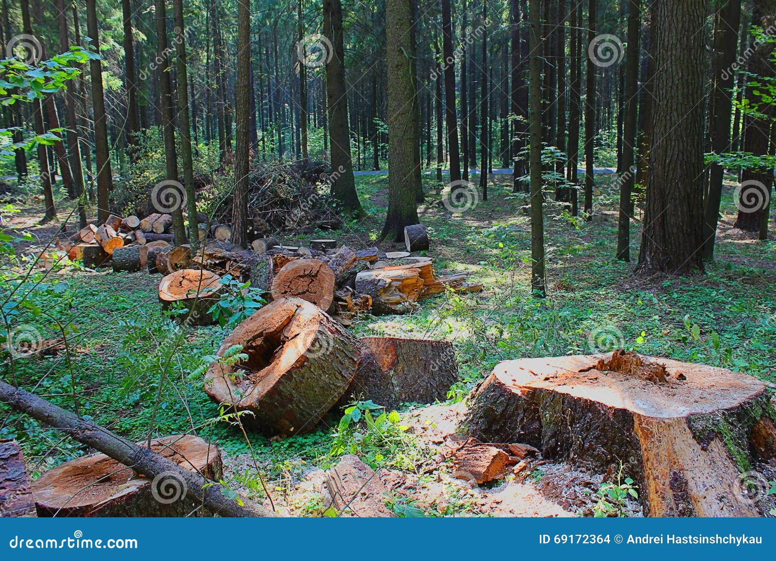 Cut tree stock photo. Image of fallen, spruce, pine, heartwood - 69172364