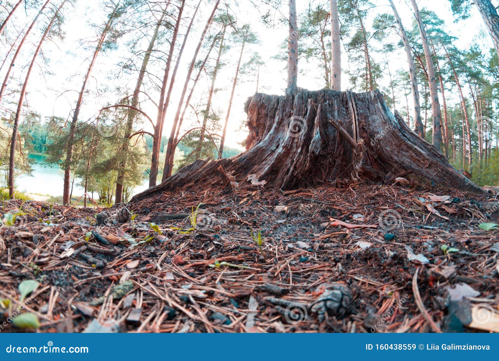 Cut tree in forest stock image. Image of surrounded - 160438559