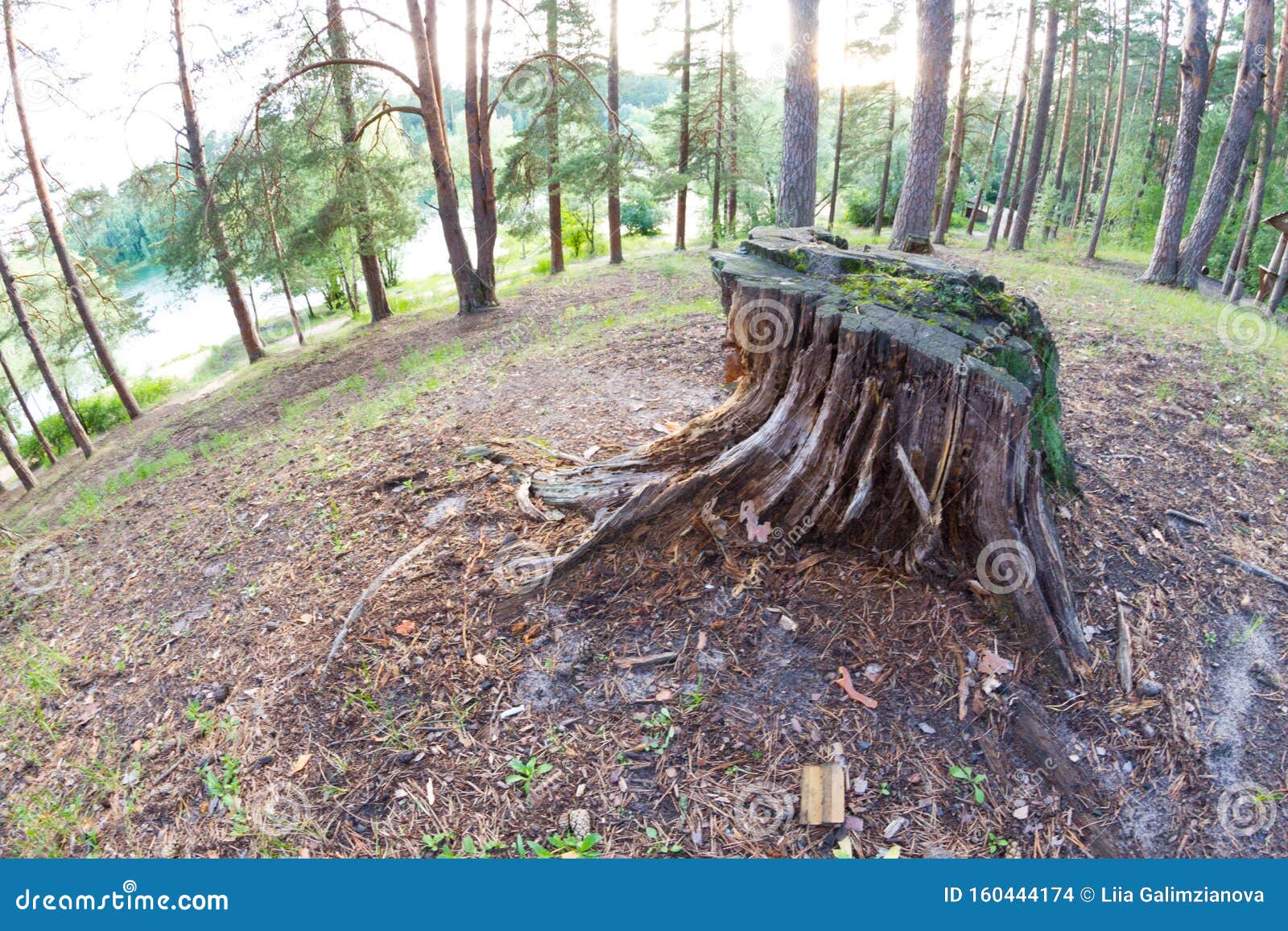 Cut tree in forest stock photo. Image of closeup, freshly - 160444174