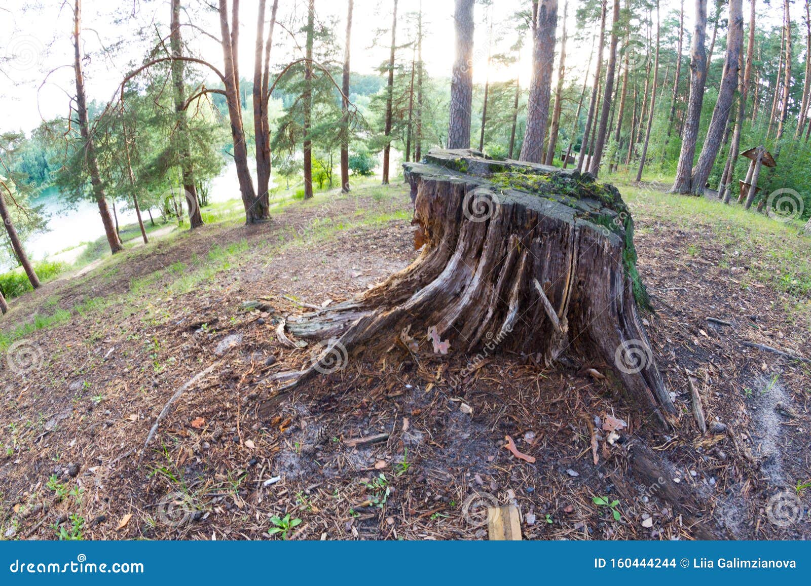 Cut tree in forest stock photo. Image of timber, stump - 160444244