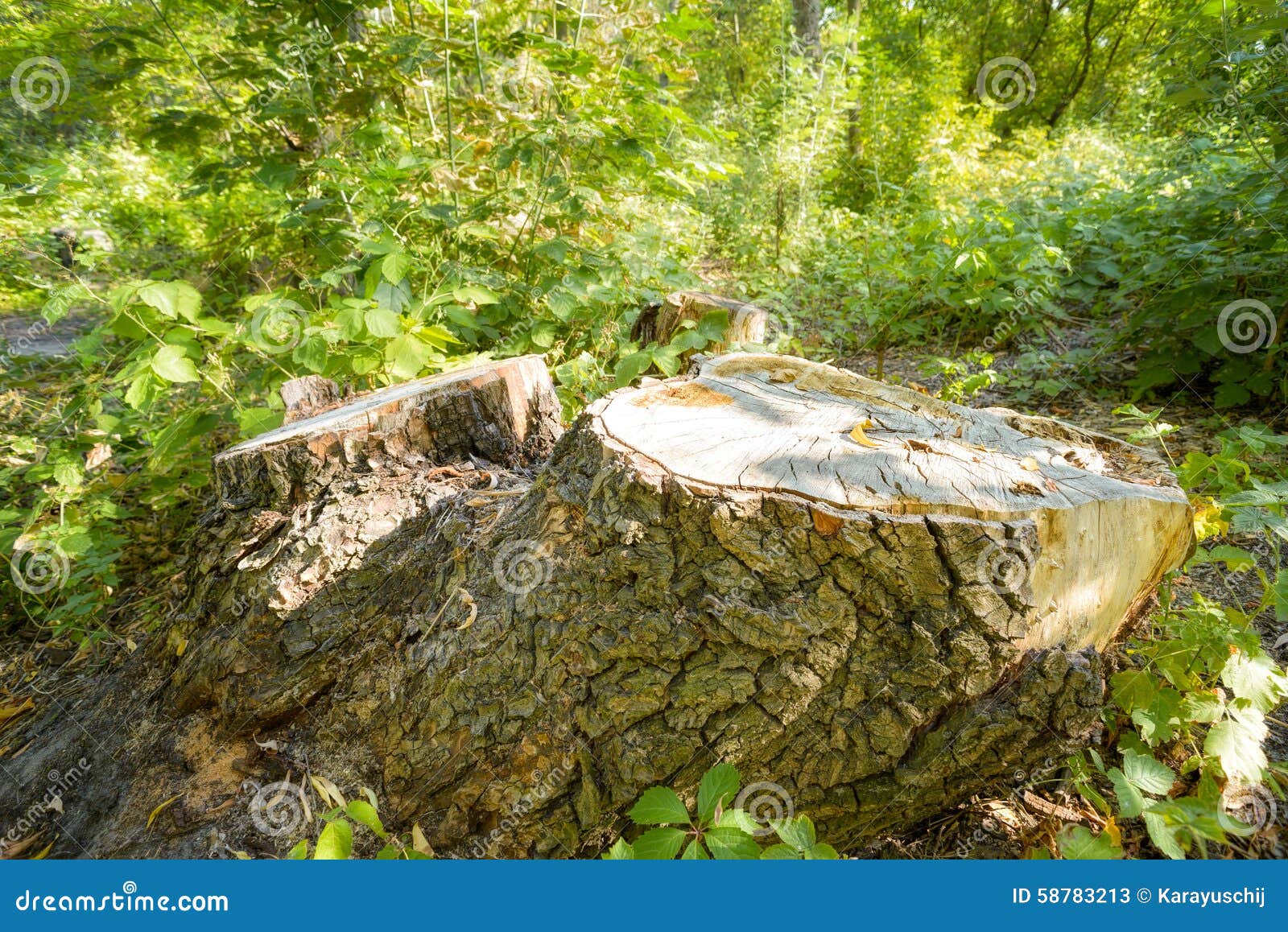 Cut Tree in the Forest stock image. Image of candid, stump - 58783213