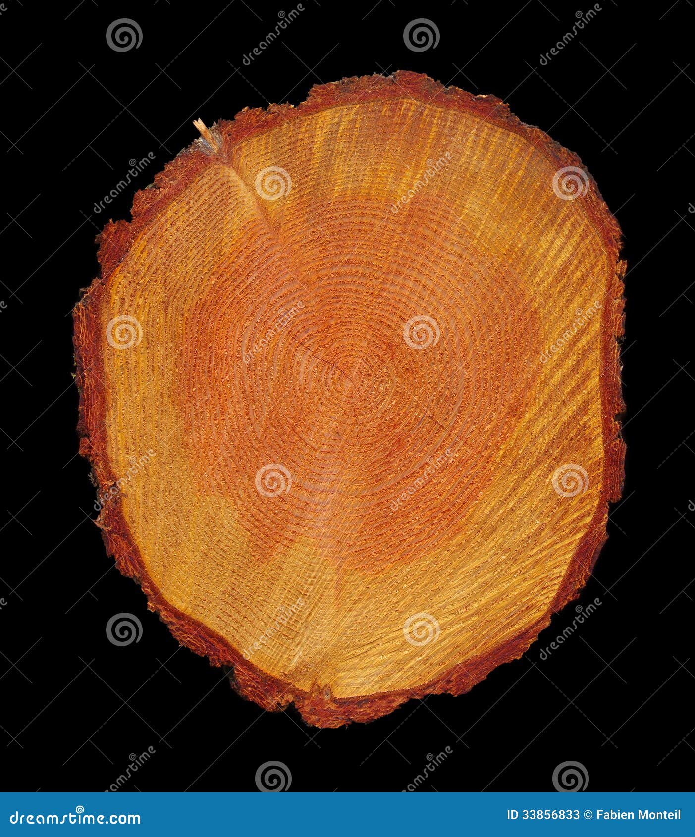 Cut of tree stock image. Image of botany, close, history - 33856833