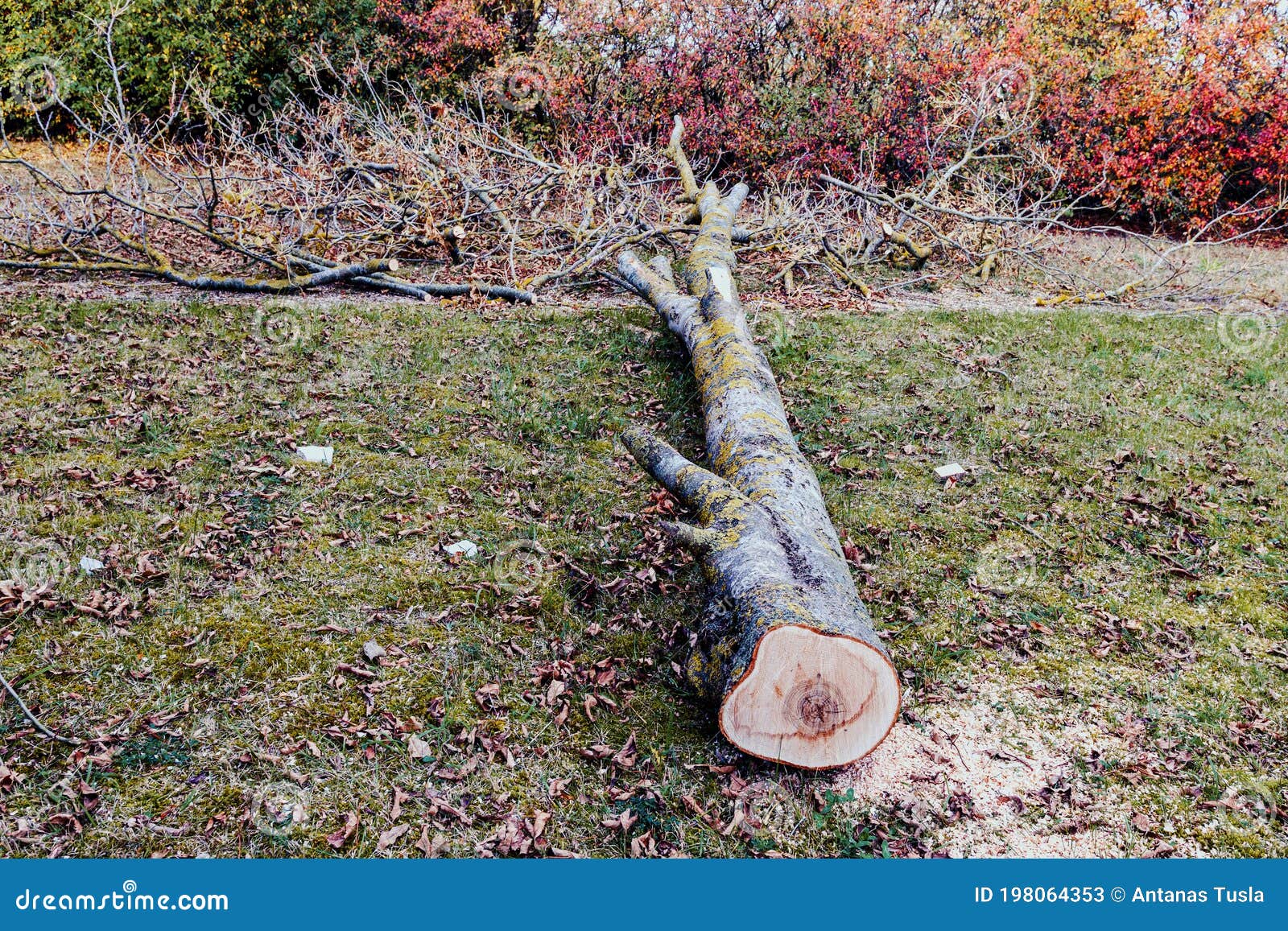 Cut a tree on the ground stock image. Image of bark - 198064353