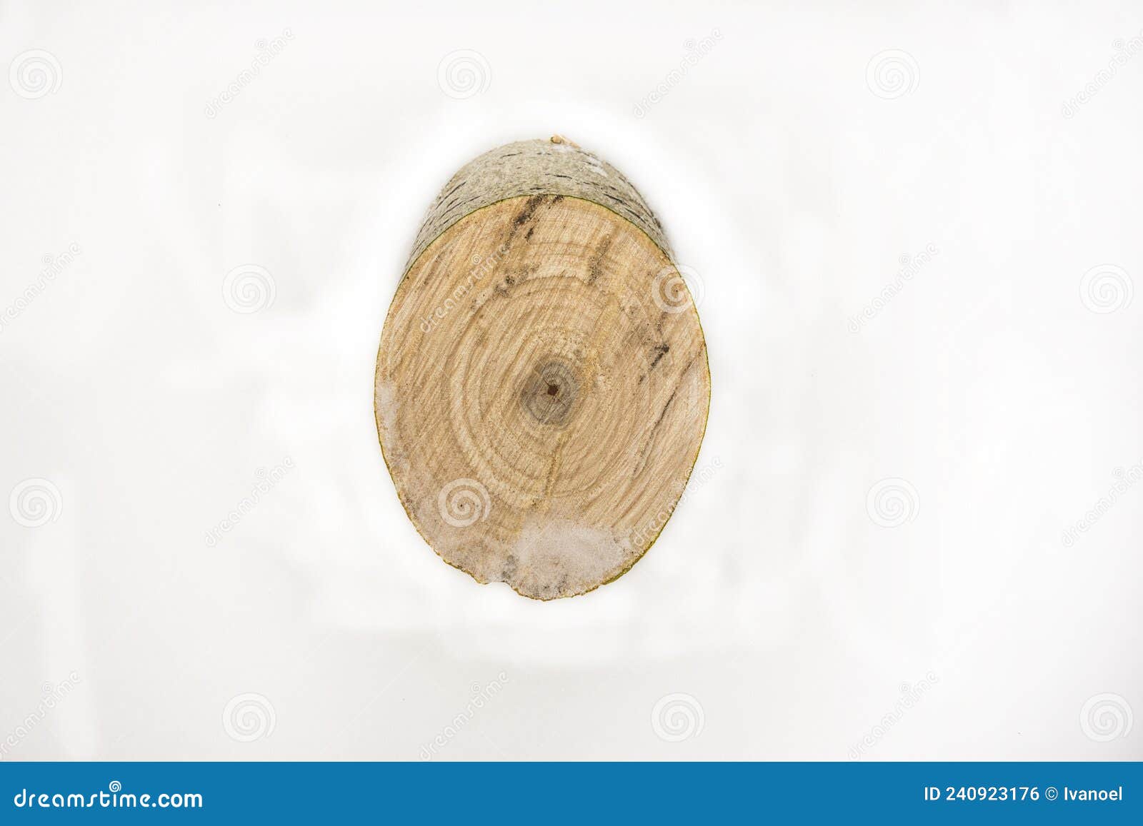Cut Tree Growth Rings. Tree Stump Under Snow Isolated on White Stock ...