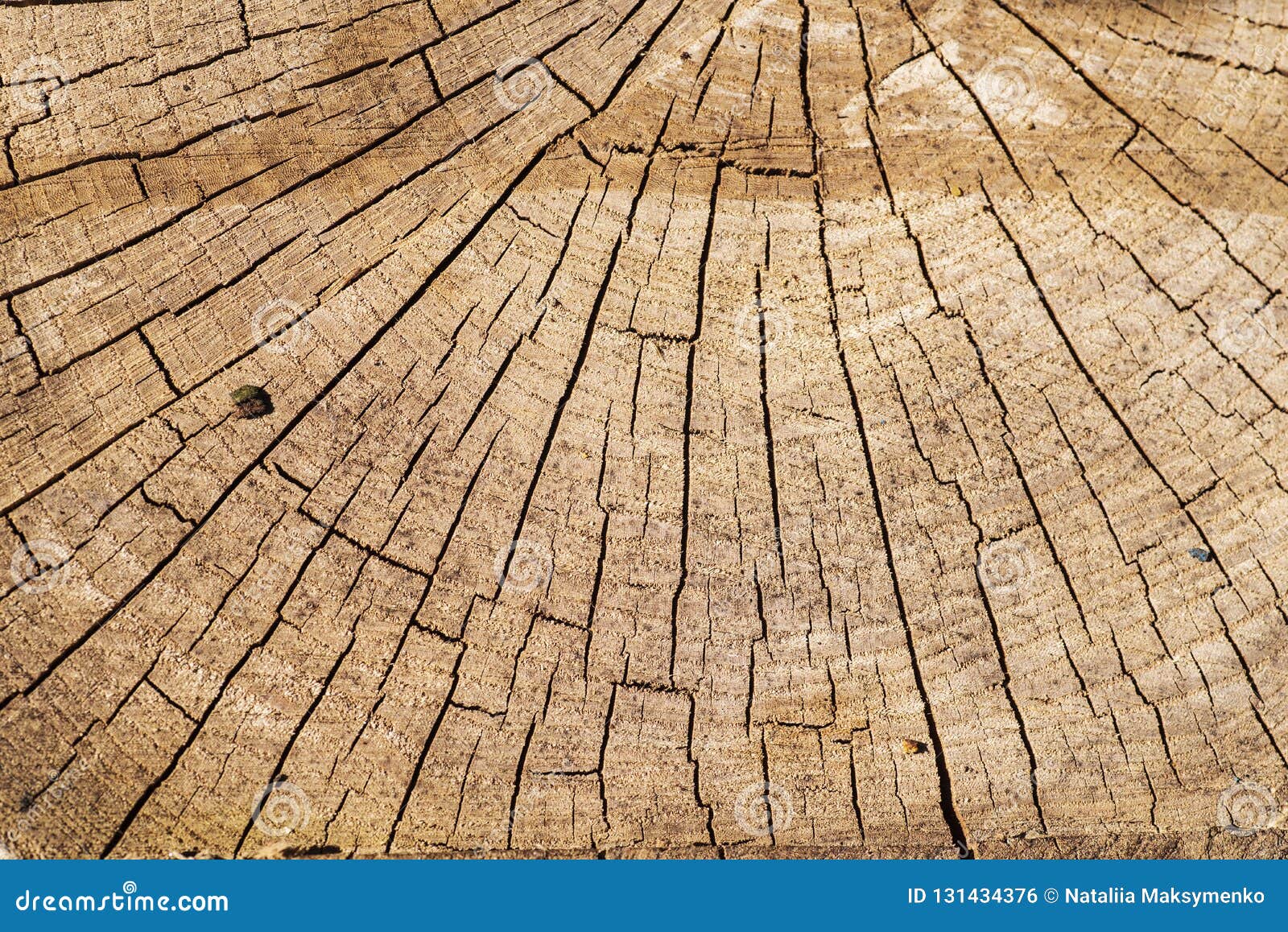 Cut Tree A Huge Stump With Cuts In It. Background From Cut Tree ...