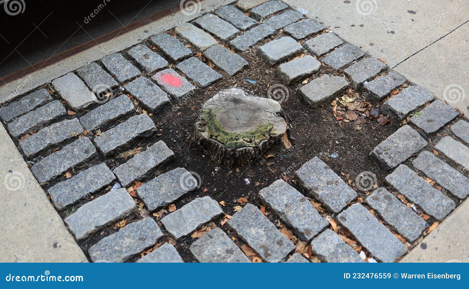 Cut Tree Inside Sidewalk Location Stock Image - Image of dirt ...