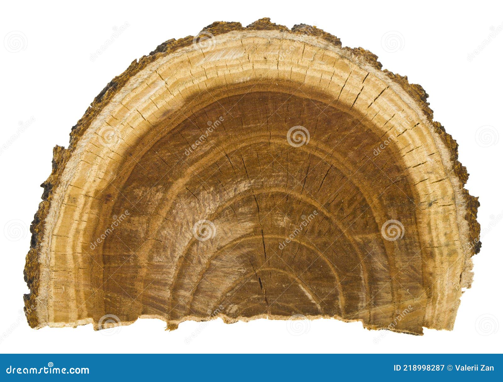 A Cut of a Tree Isolated on a White Background Stock Image - Image of ...