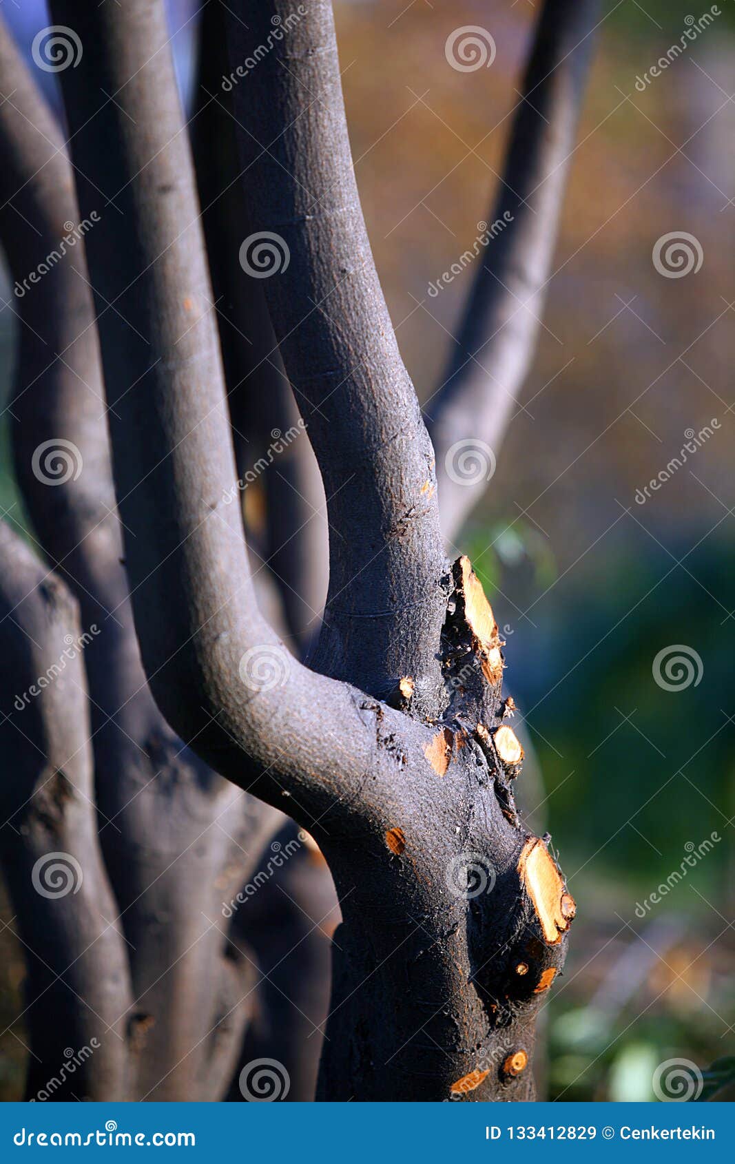 Cut tree in the Jungle stock image. Image of hardwood - 133412829
