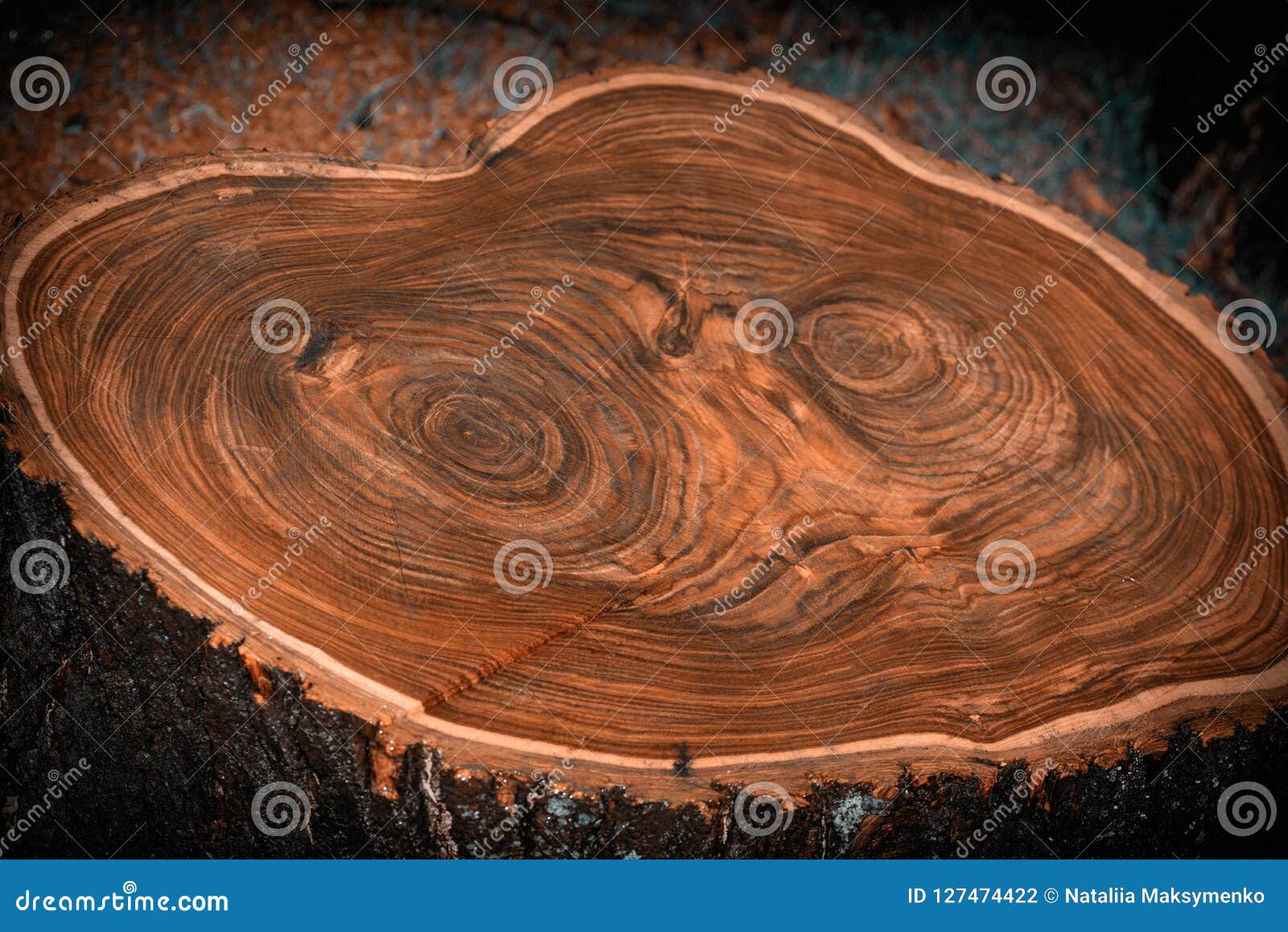 Cut Tree, a Large Stump from a Felled Tree Stock Photo - Image of ...