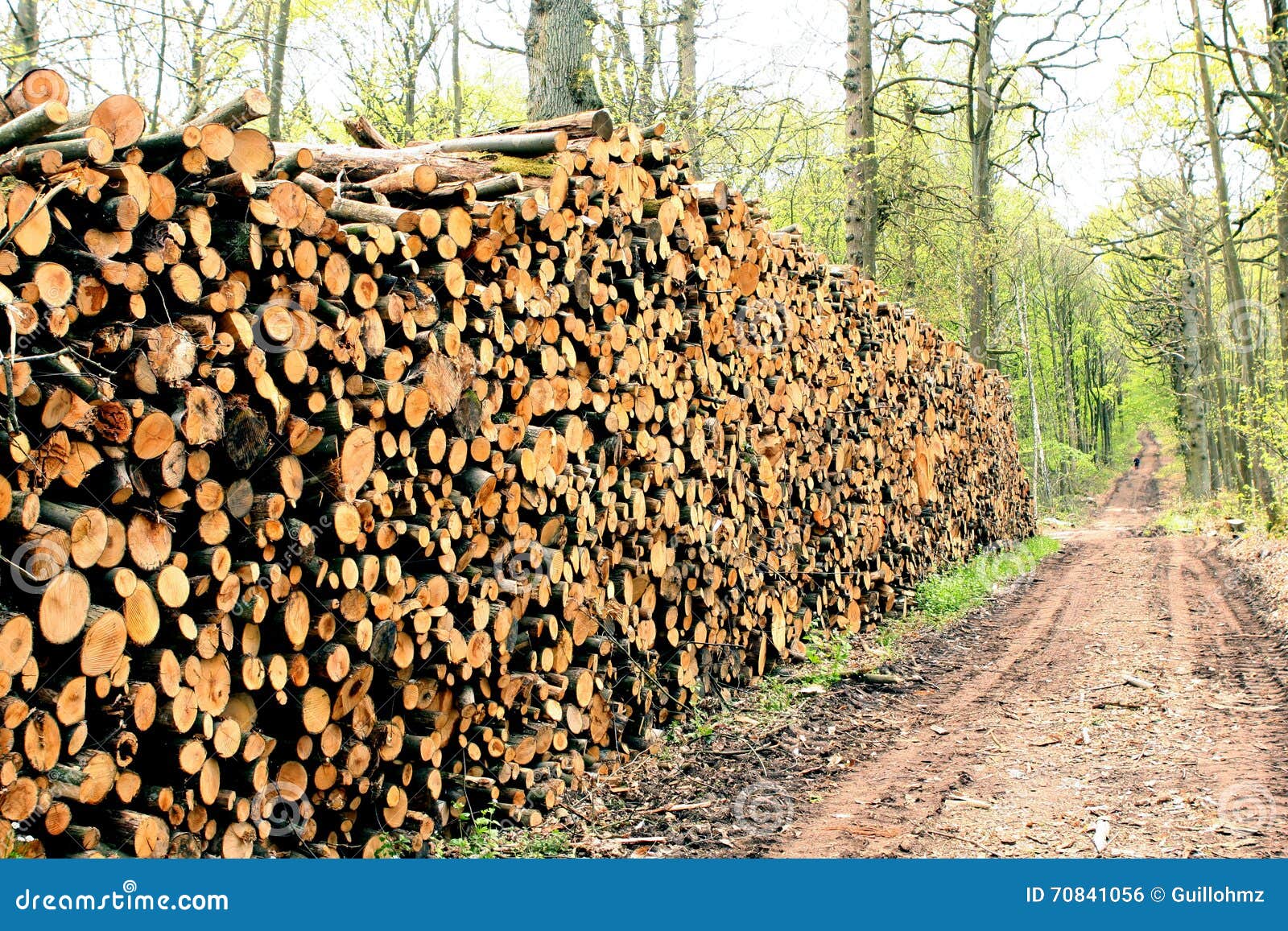 Cut tree stock photo. Image of wooden, tree, woodcutter - 70841056