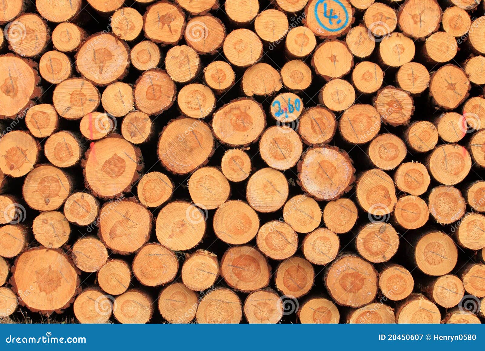 Cut Tree Log Picture. Image: 20450607