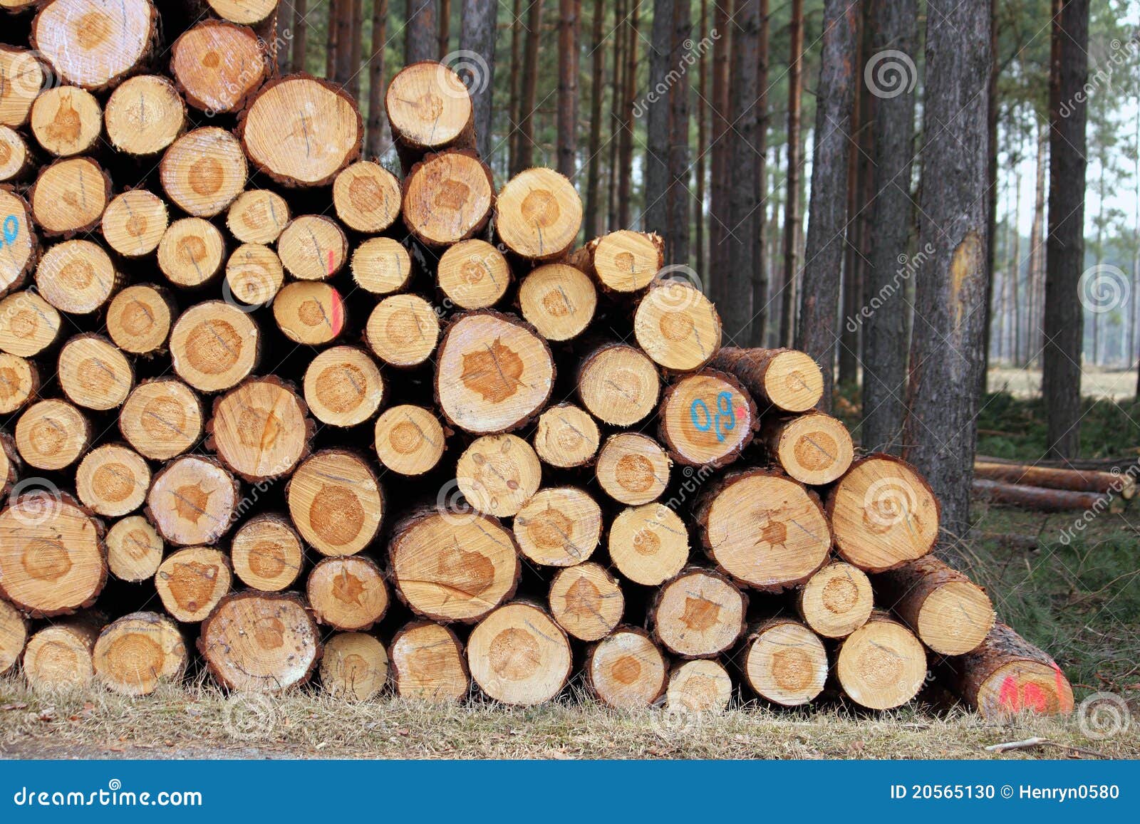 Cut tree log stock photo. Image of pile, tree, circle - 20565130
