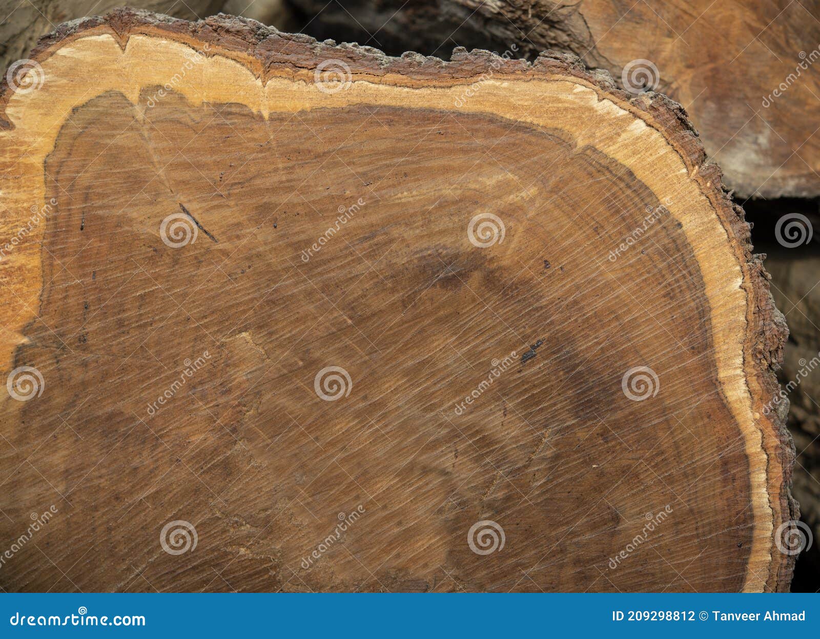 Cut Tree Log Making it a Natural Fresh Wallpaper Stock Photo - Image of ...
