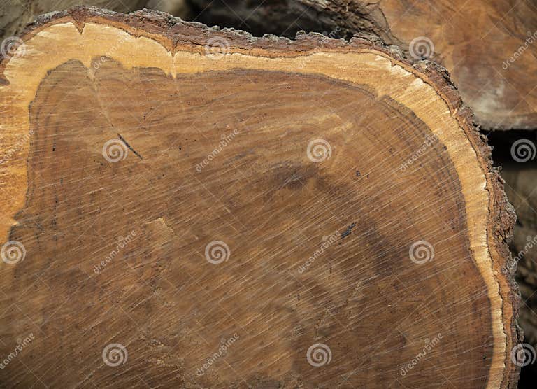 Cut Tree Log Making it a Natural Fresh Wallpaper Stock Photo - Image of ...