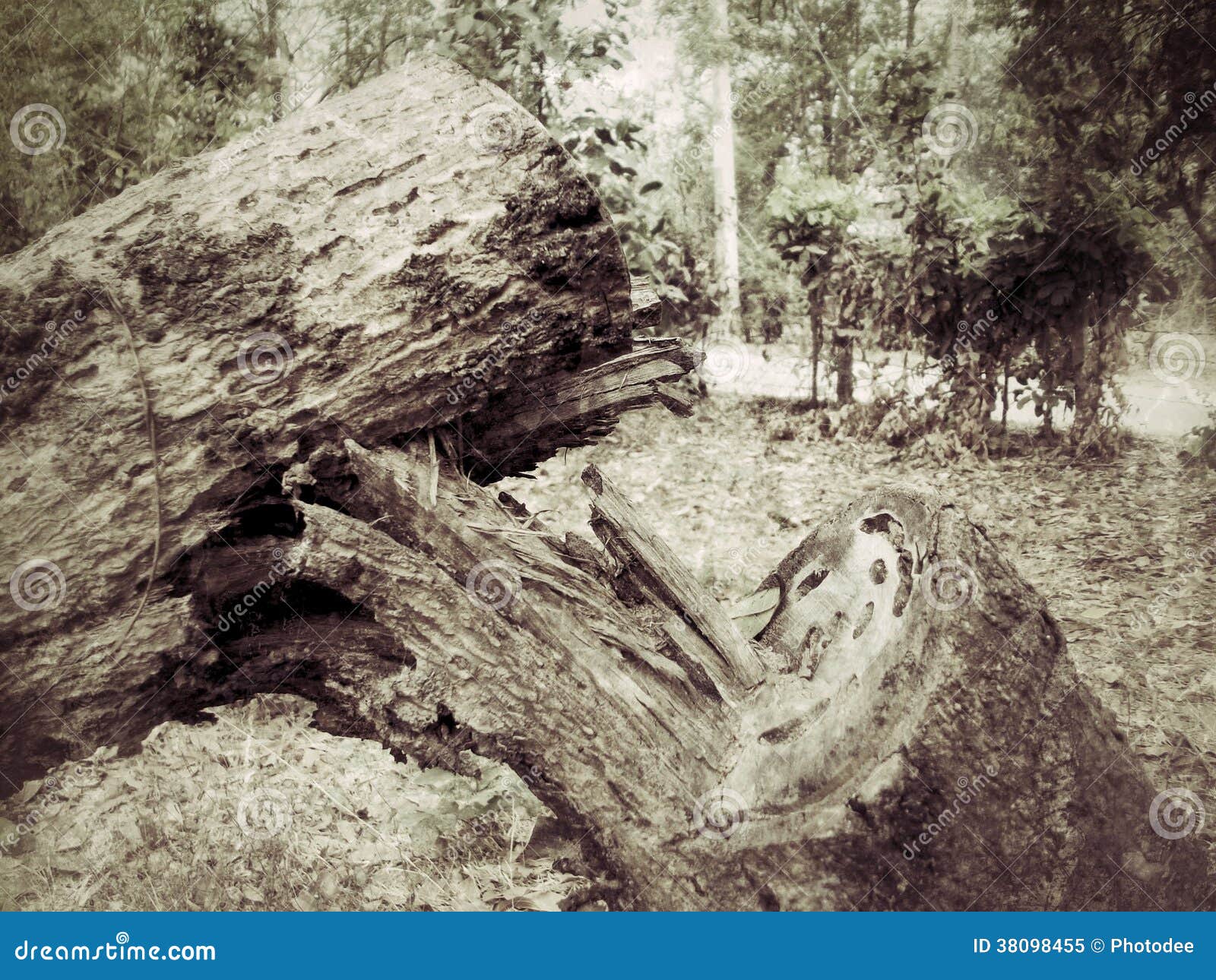 Cut tree logging. stock image. Image of forest, timber - 38098455