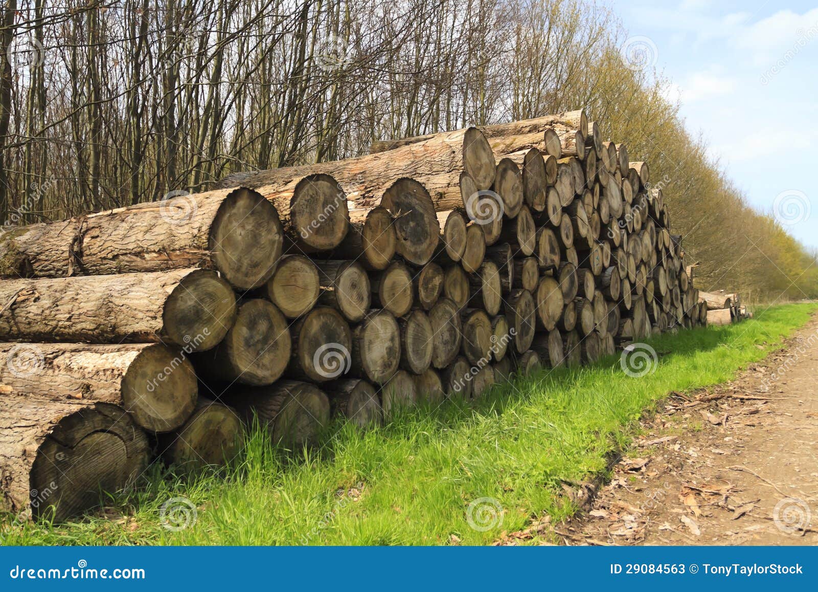 Cut Tree Logs in a Forest Stacked Next To a Pathway Stock Image - Image ...