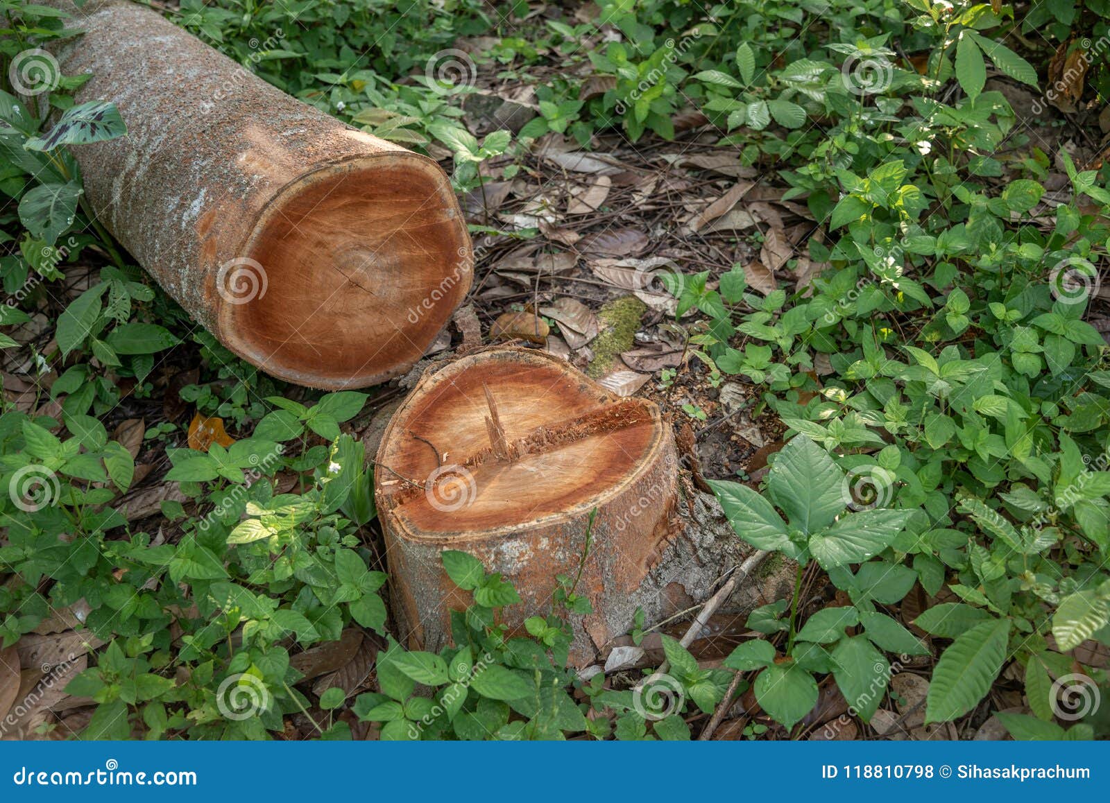 Cut tree logs stock photo. Image of trees, forest, stack - 118810798