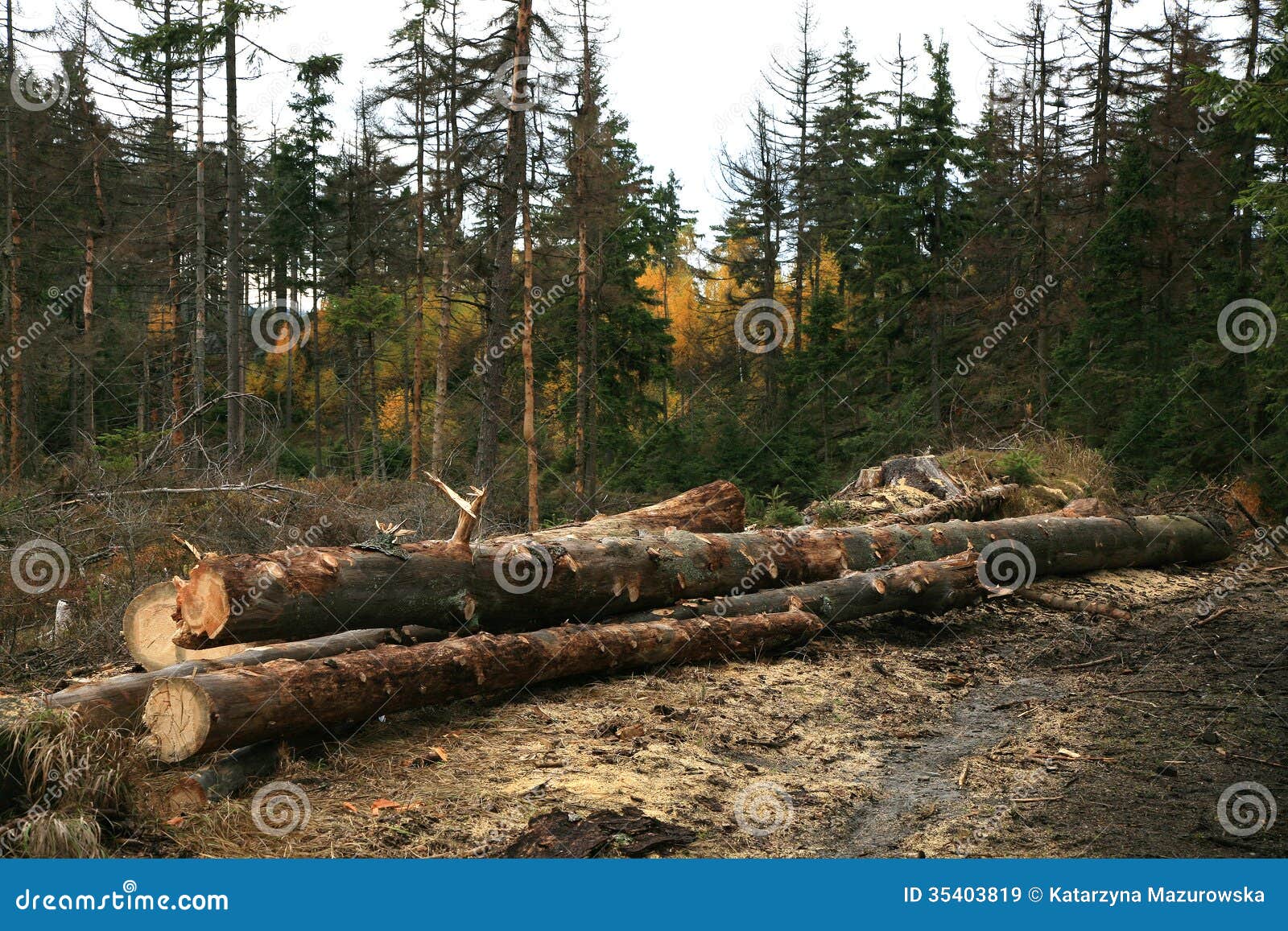 Cut tree logs stock image. Image of carpentry, fallen - 35403819