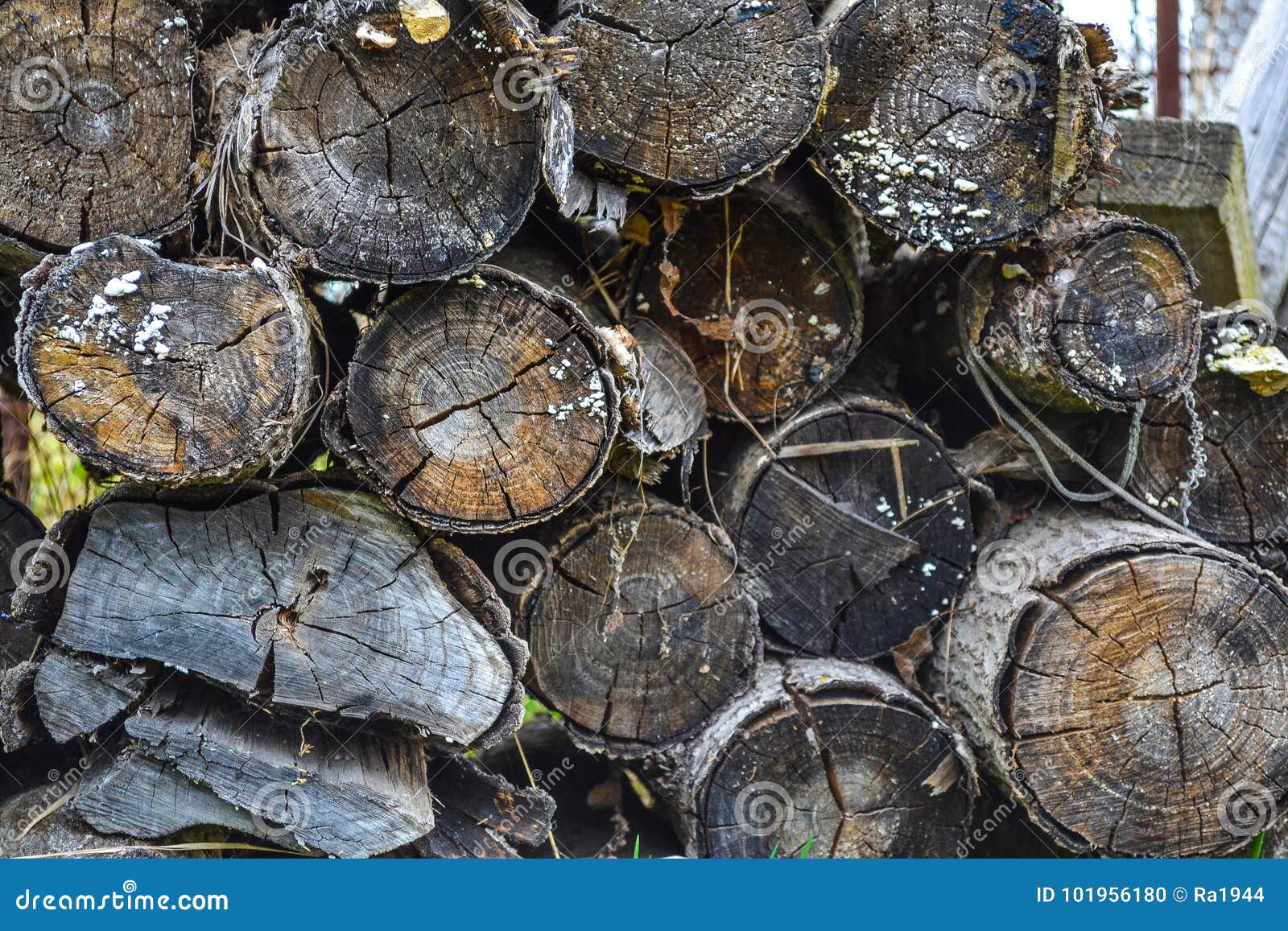 Cut Tree Logs Piled Up in Forest Stock Photo - Image of blue, colored ...