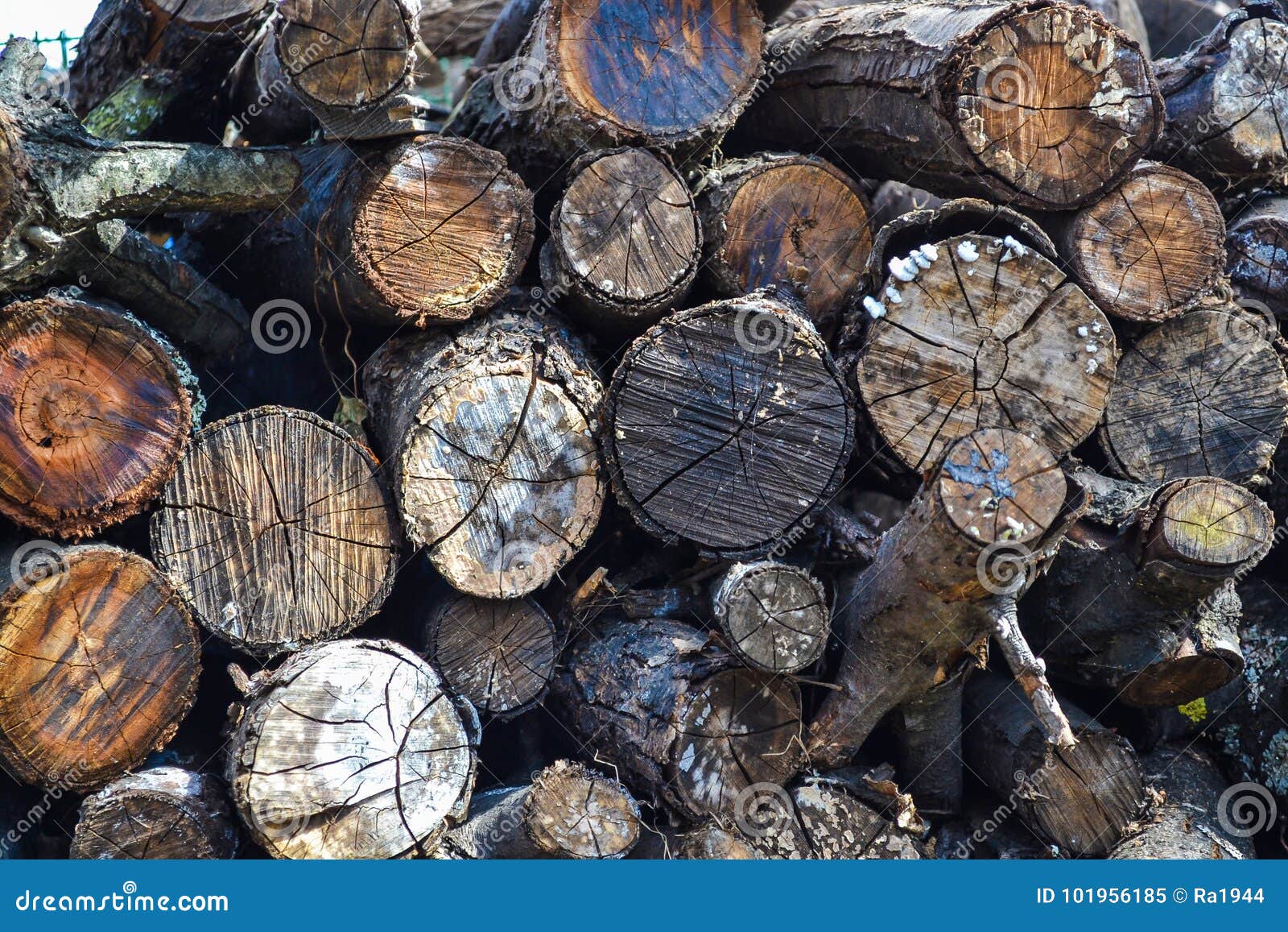 Cut Tree Logs Piled Up in Forest Stock Image - Image of pile, firewood ...