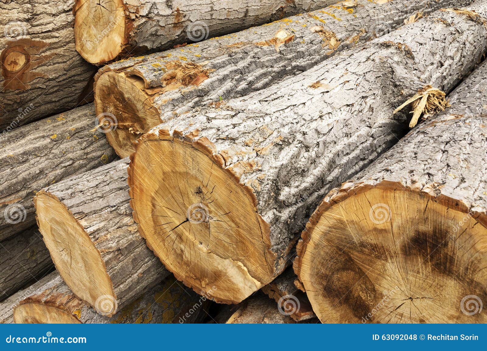 Cut tree logs piled up stock photo. Image of deforestation - 63092048