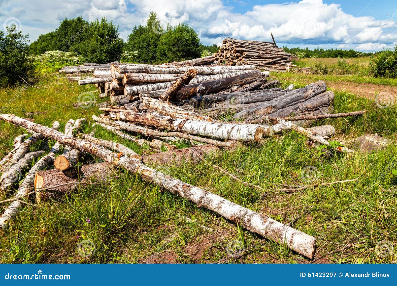 Cut Tree Logs Piled Up Near a Forest Road Stock Image - Image of growth ...