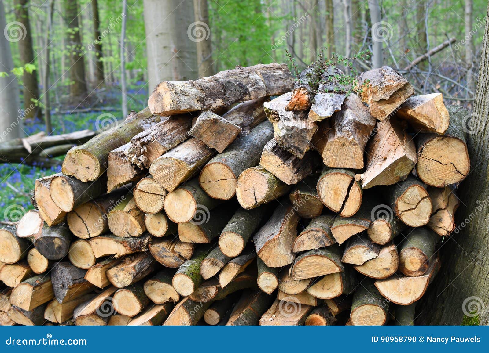 Cut Tree Logs Stacked Up in the Forest. Stock Photo - Image of forest ...