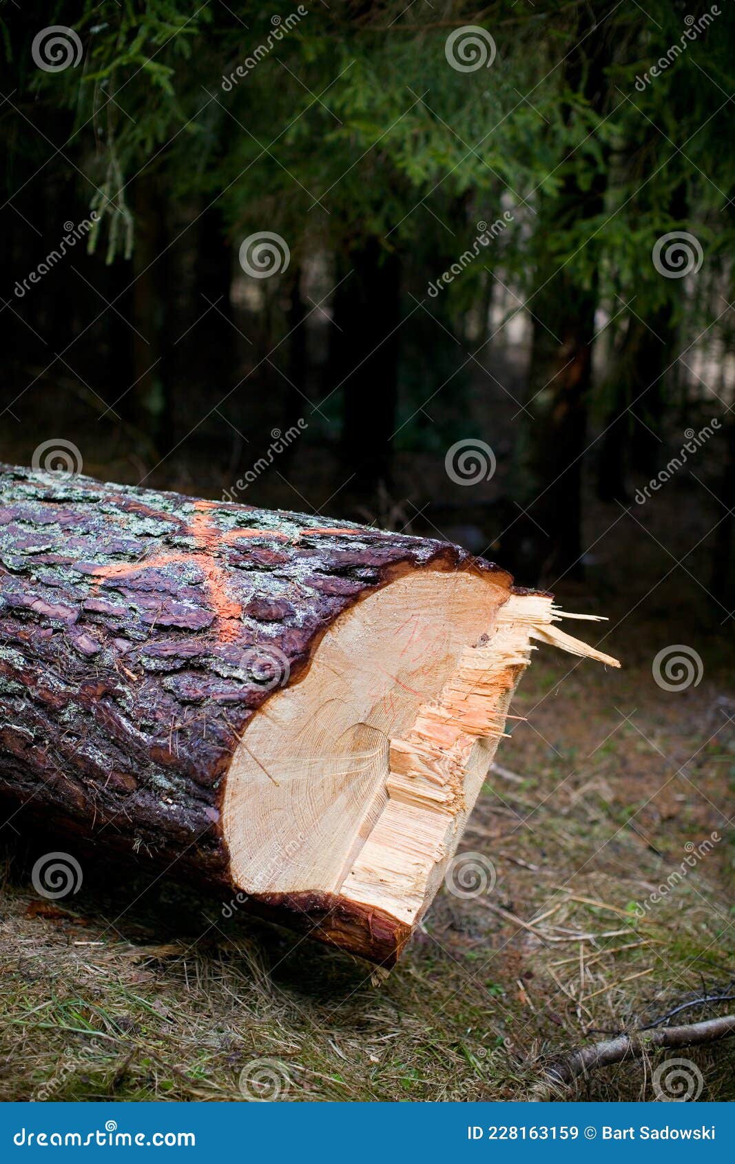 Deforestation Showing a Fresh Cut Tree in a Forest Stock Image - Image ...