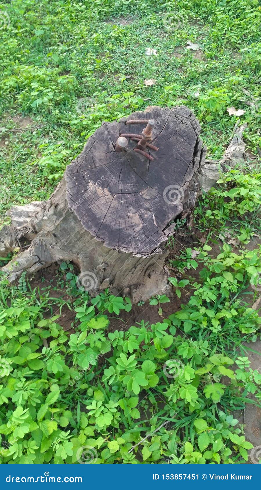 Cut of tree stock image. Image of tree, nature, shine - 153857451