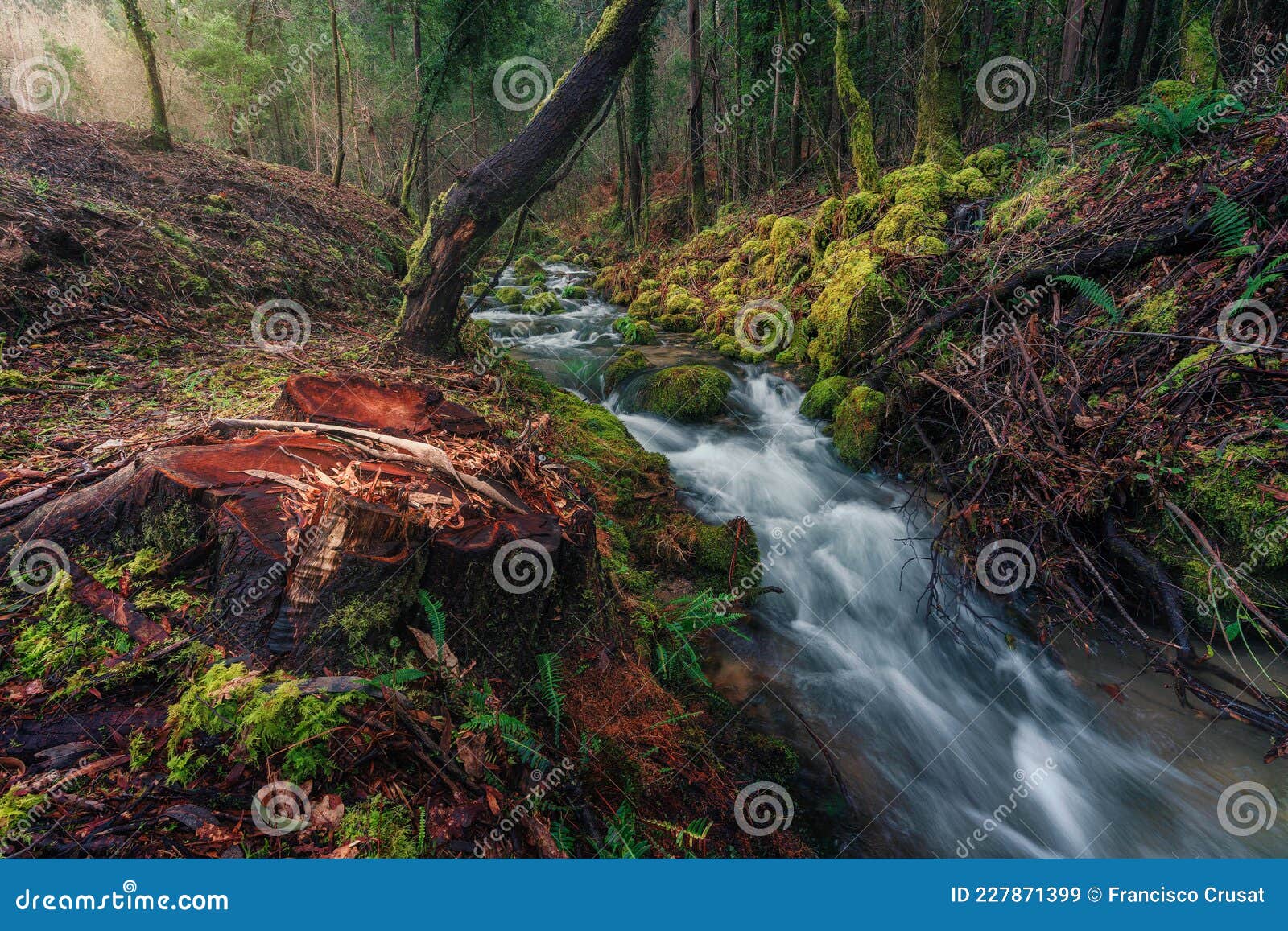 CUT TREE near the river stock image. Image of long, flow - 227871399