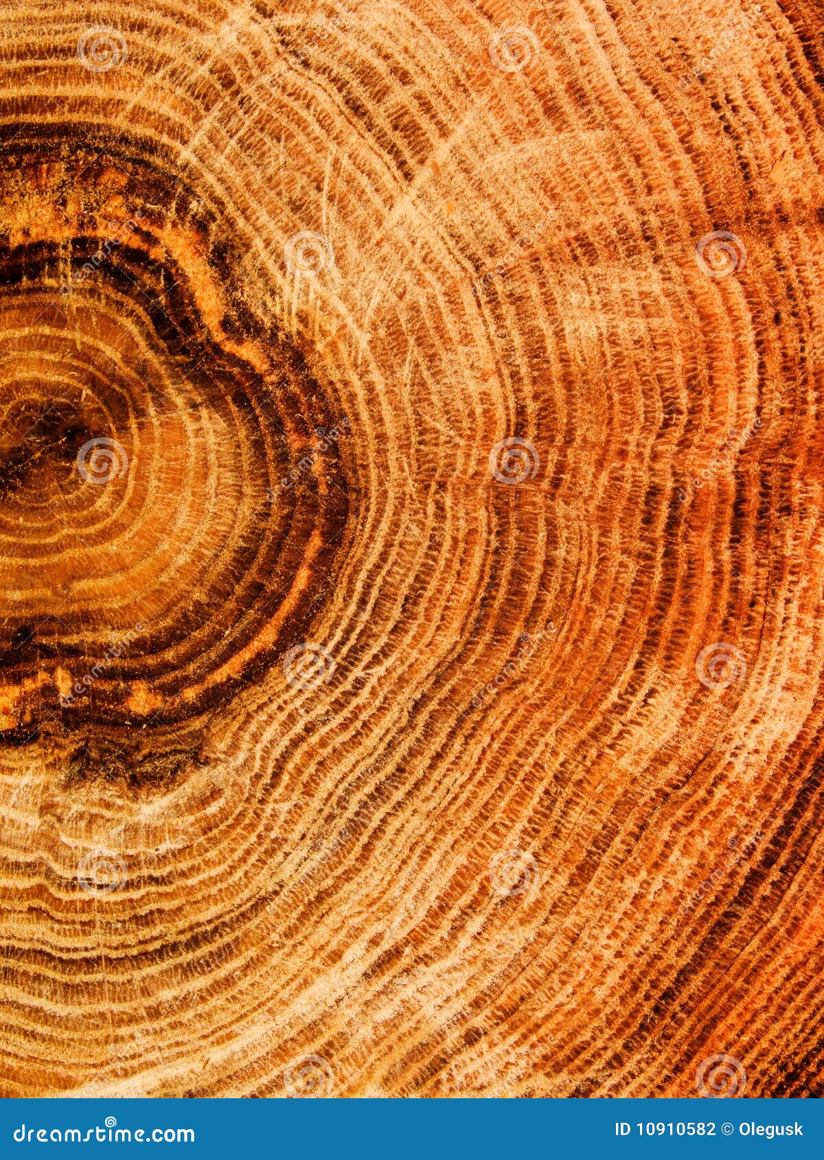 Cut tree oak stock photo. Image of pattern, natural, tree - 10910582