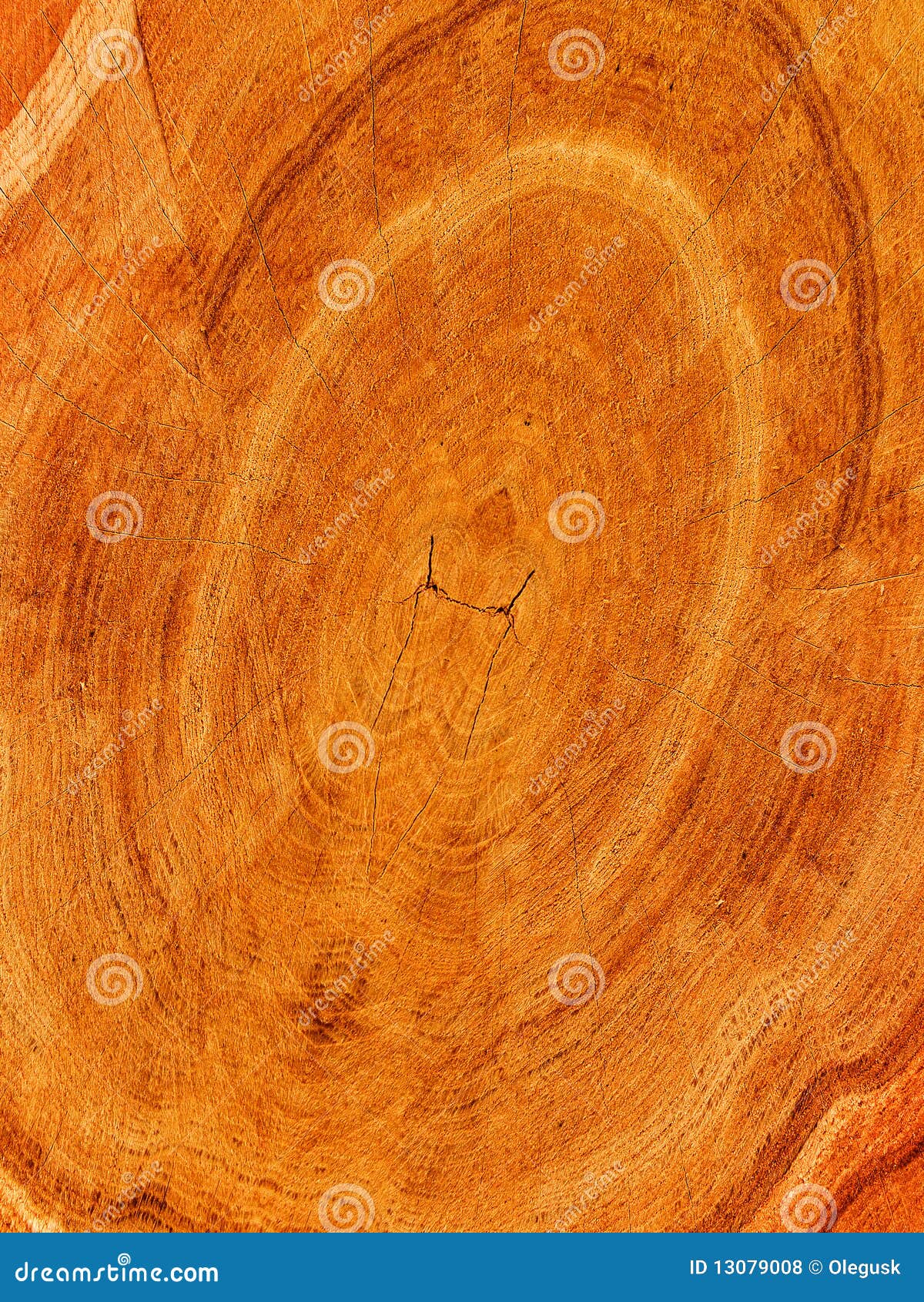 Cut tree oak stock photo. Image of textures, cellulose - 13079008