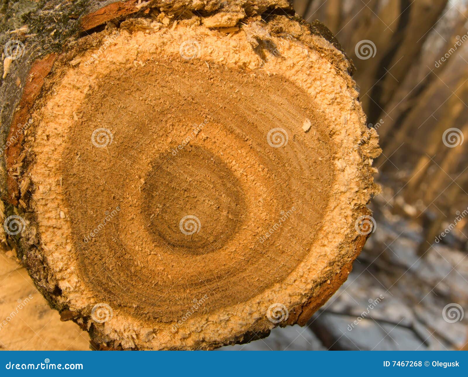 Cut of a tree an oak stock photo. Image of bark, nature - 7467268