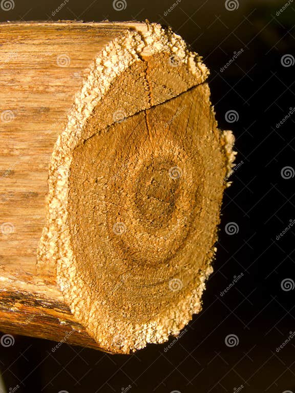 Cut of a tree an oak stock image. Image of sharp, fibre - 7662769