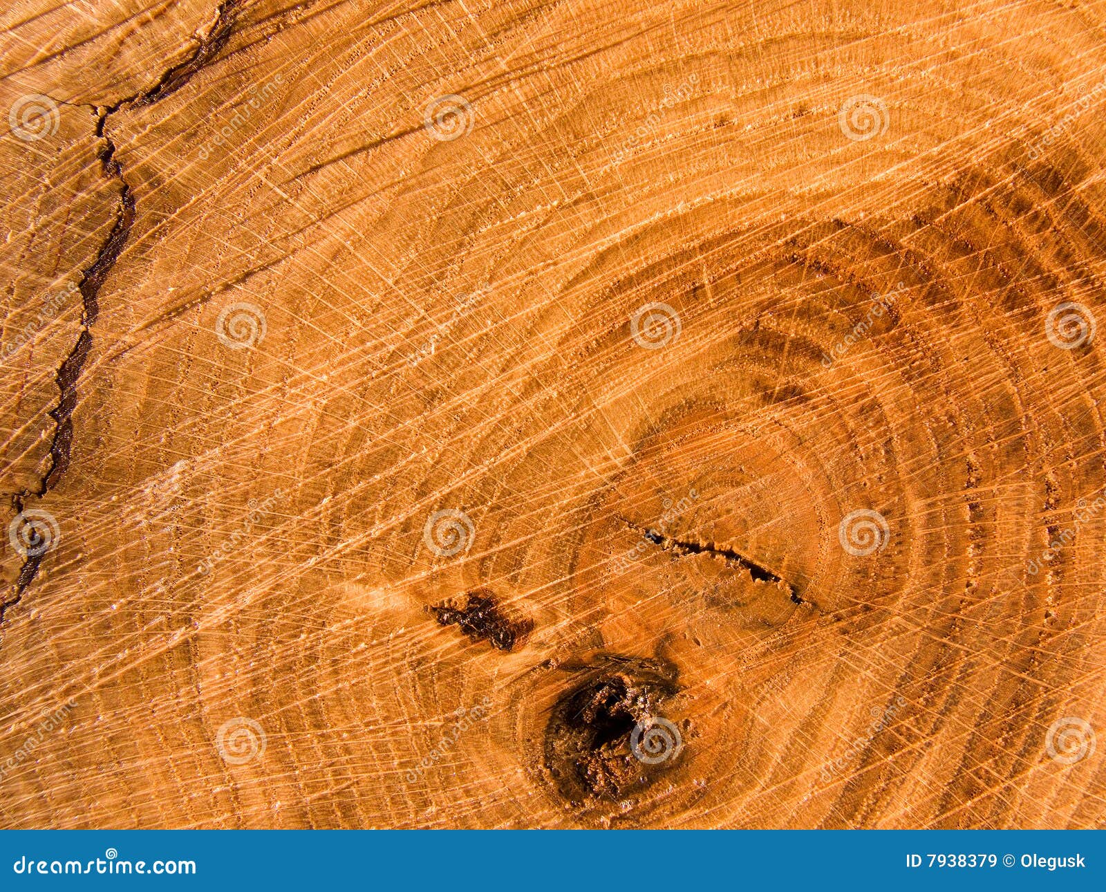 Cut of a tree an oak stock image. Image of grade, flora - 7938379